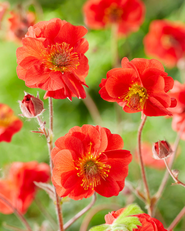 Geum 'Mai Tai' (Cocktails Series) bare roots — Buy peach avens online ...