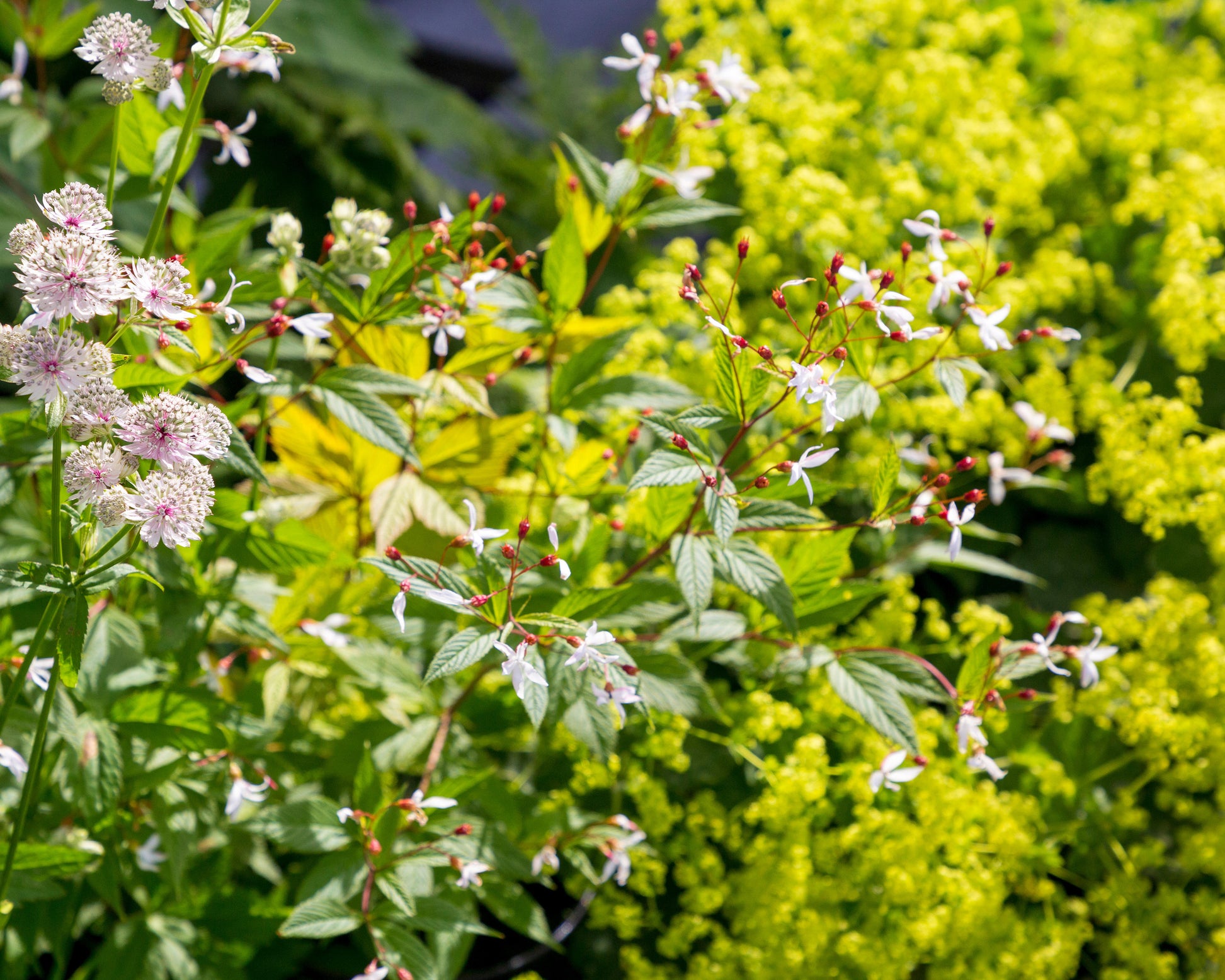 Gillenia trifoliata (Bowman's root) bare roots — Buy online at Farmer ...