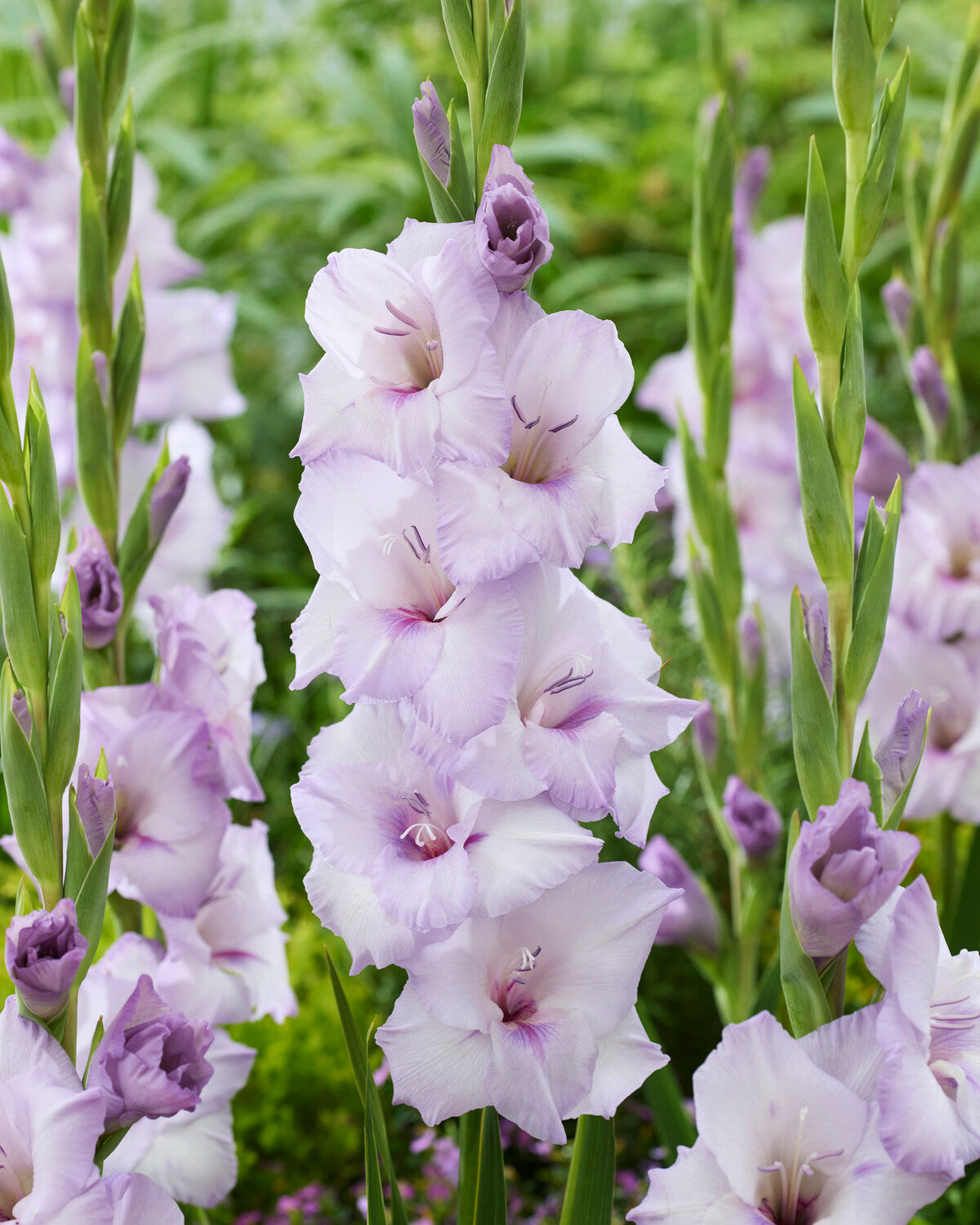 Gladiolus 'Blue Tropic' bulbs/corms — Buy sword lilies online at Farmer ...