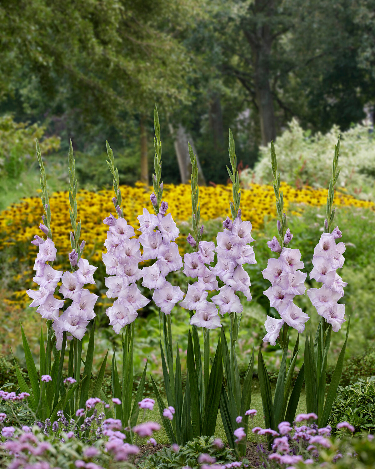 Gladiolus 'Blue Tropic' bulbs/corms | Buy sword lilies online at Farmer ...