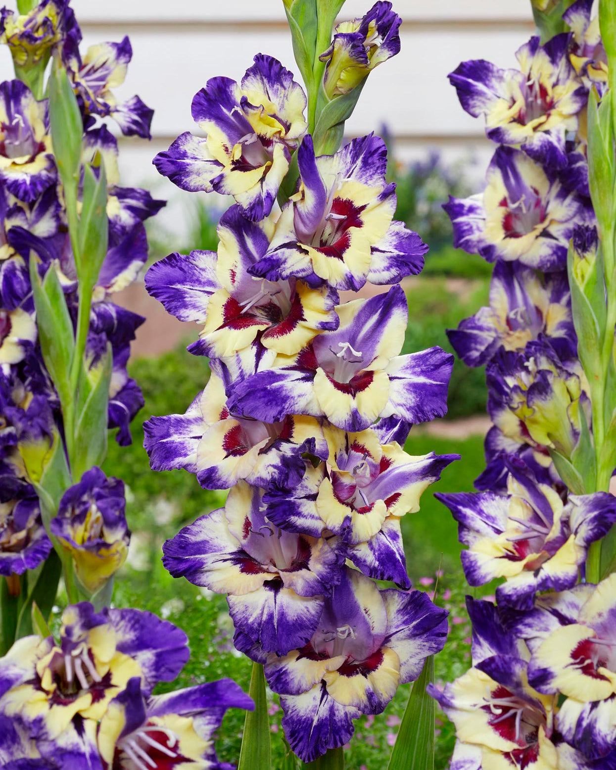 Gladiolus 'Circus Color' bulbs/corms — Buy gladioli online at Farmer ...