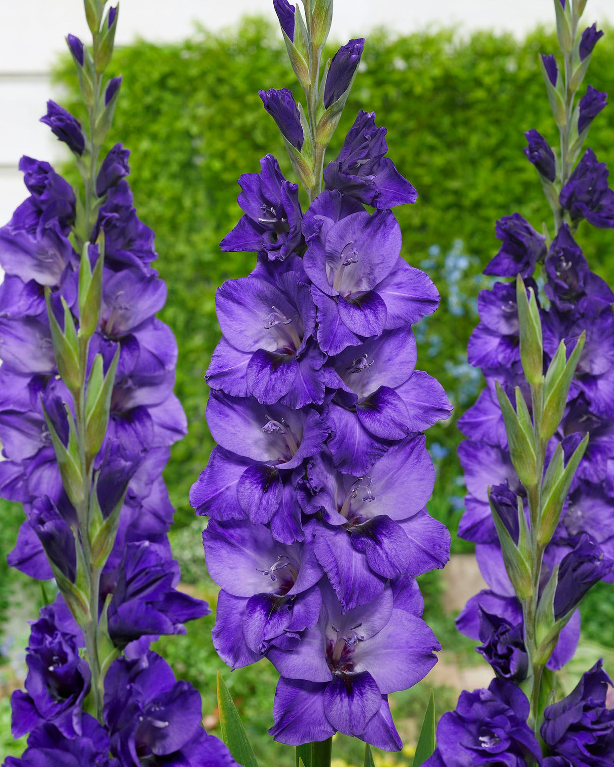 Gladiolus 'Cookie' bulbs/corms — Buy purple sword lilies online at ...