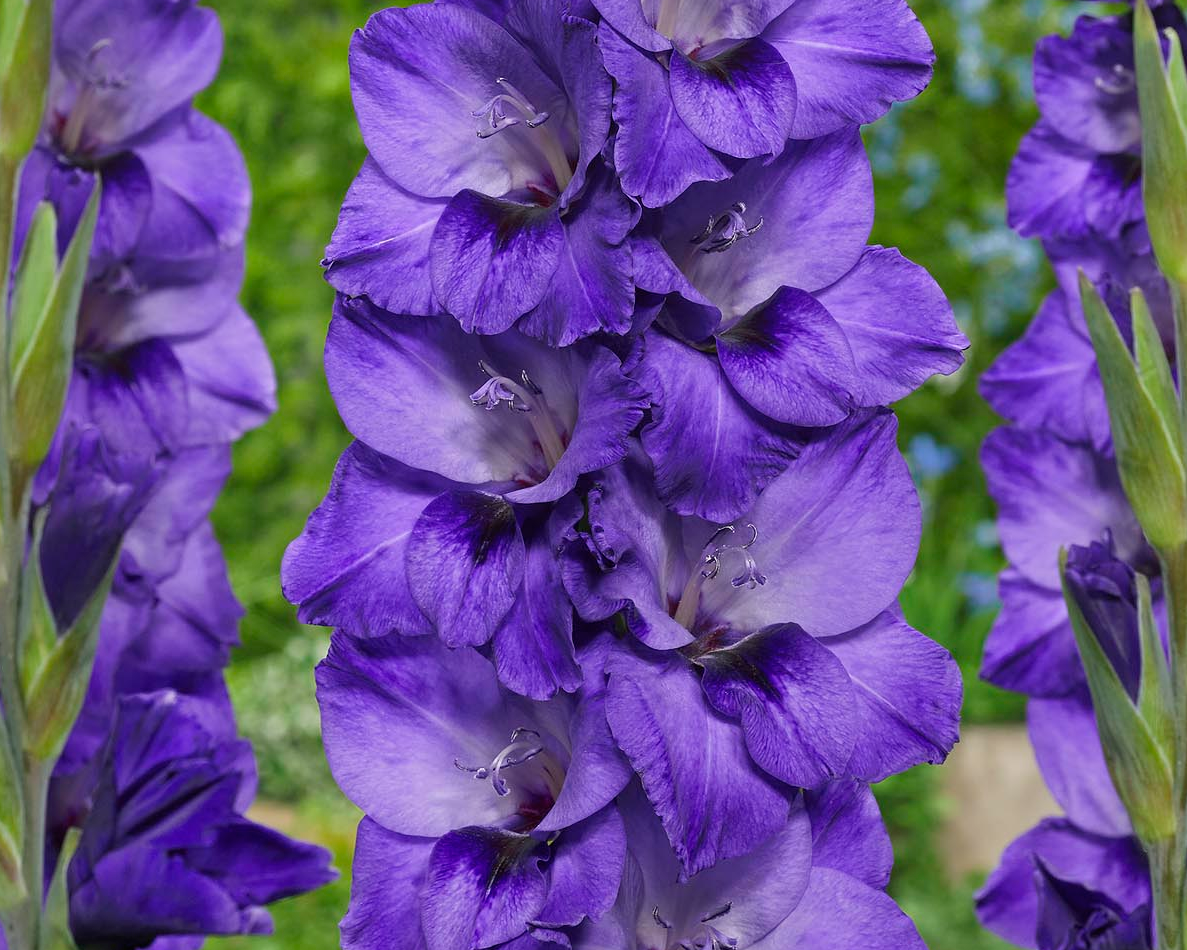 Gladiolus 'Cookie' bulbs/corms — Buy purple sword lilies online at ...