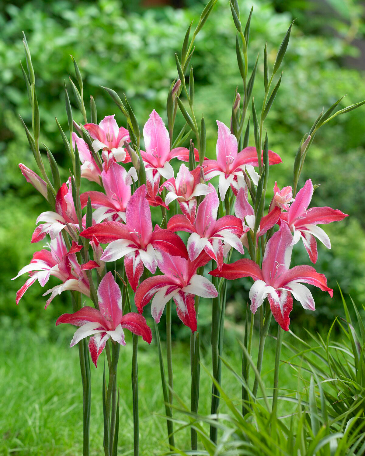 Gladiolus colvillei 'Galaxian' bulbs | Buy online at Farmer Gracy UK