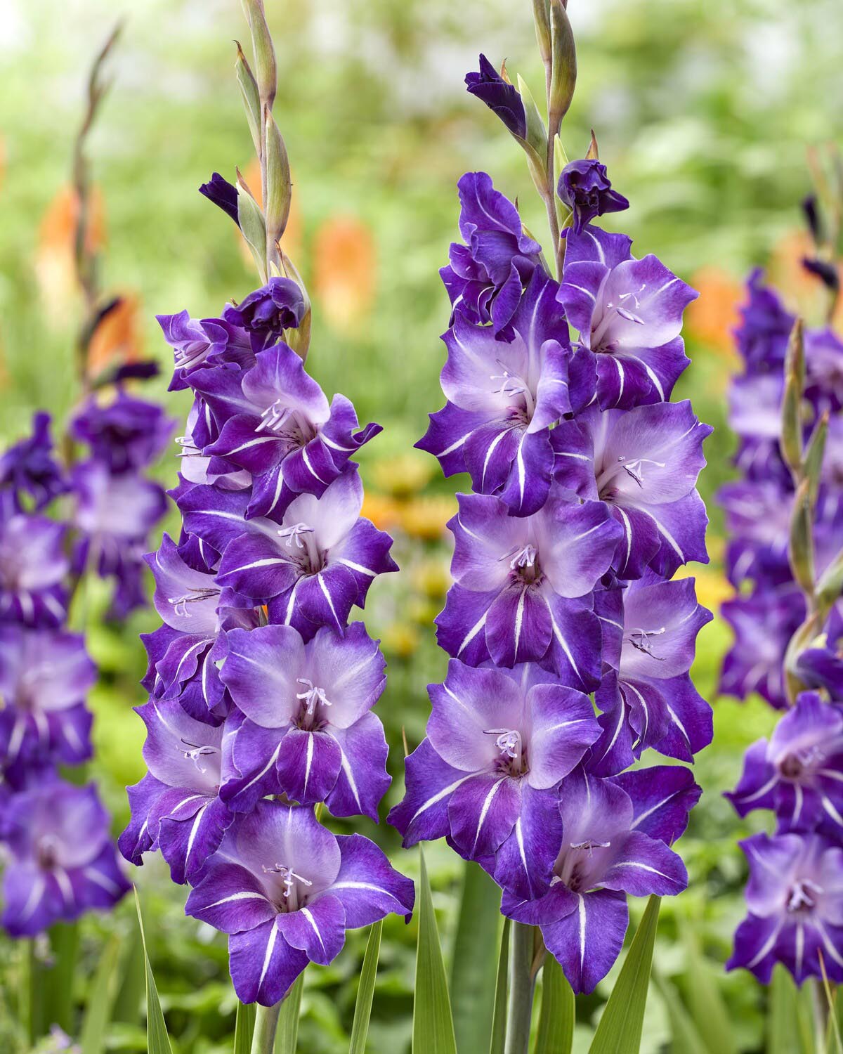 Gladiolus 'Hallowy' bulbs/corms | Buy purple sword lilies online at ...