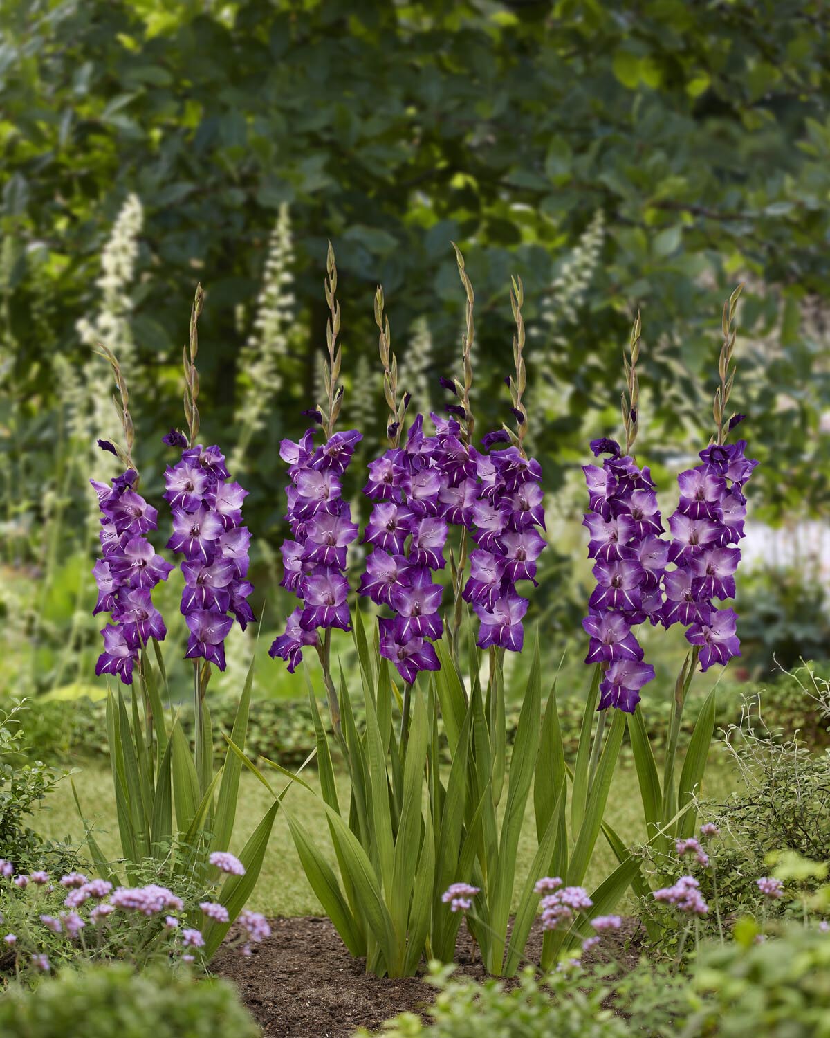 Gladiolus 'Hallowy' bulbs/corms | Buy purple sword lilies online at ...
