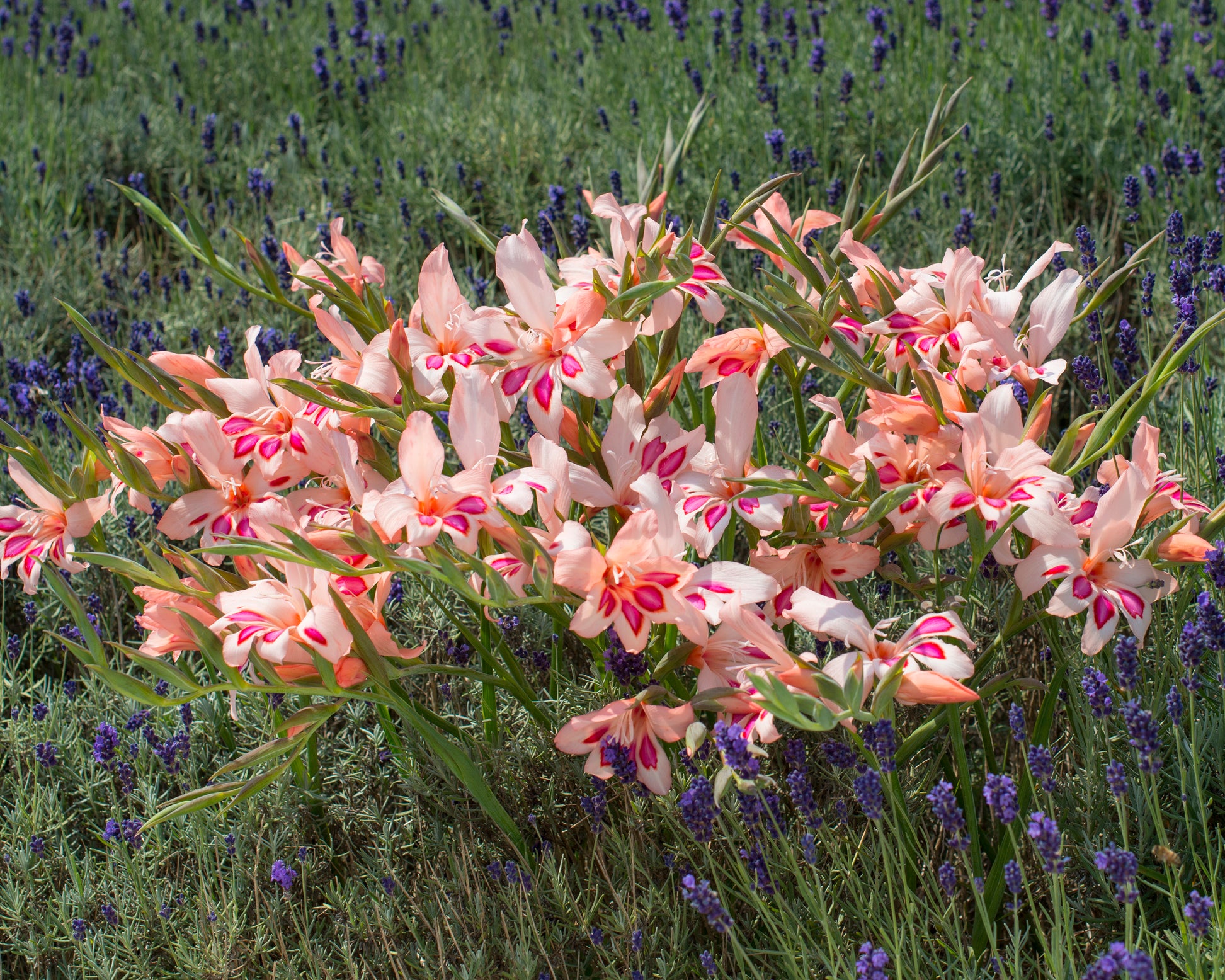 Gladiolus nanus 'Impressive' bulbs | Buy pink dwarf gladiolus online at ...