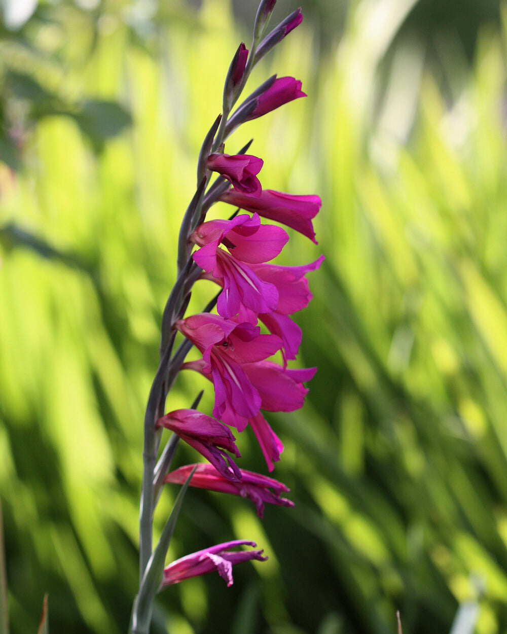 Gladiolus byzantinus (italicus) bulbs — Buy field gladiolus or Italian ...