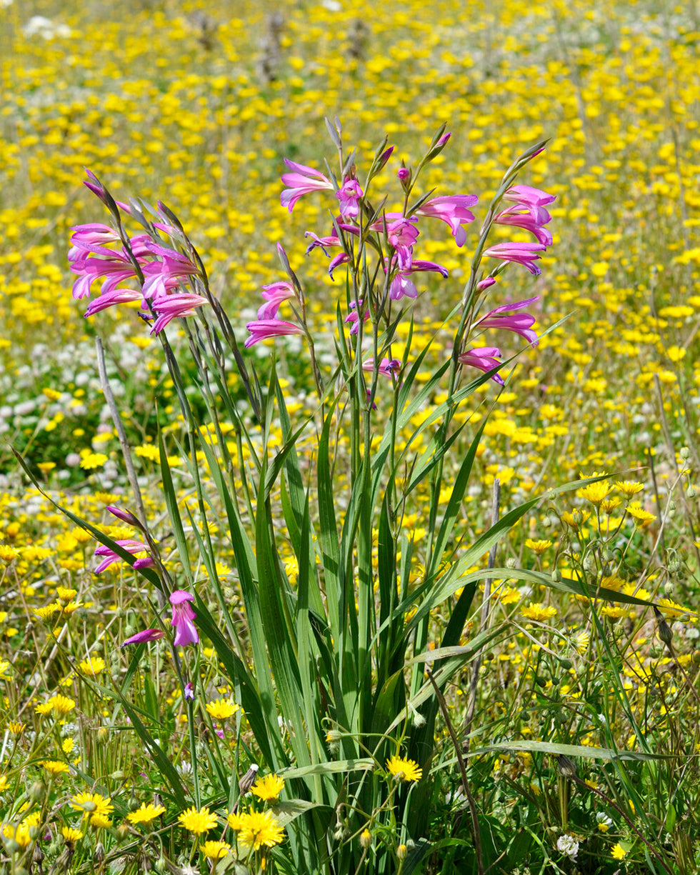 Gladiolus byzantinus (italicus) bulbs | Buy field gladiolus or Italian ...