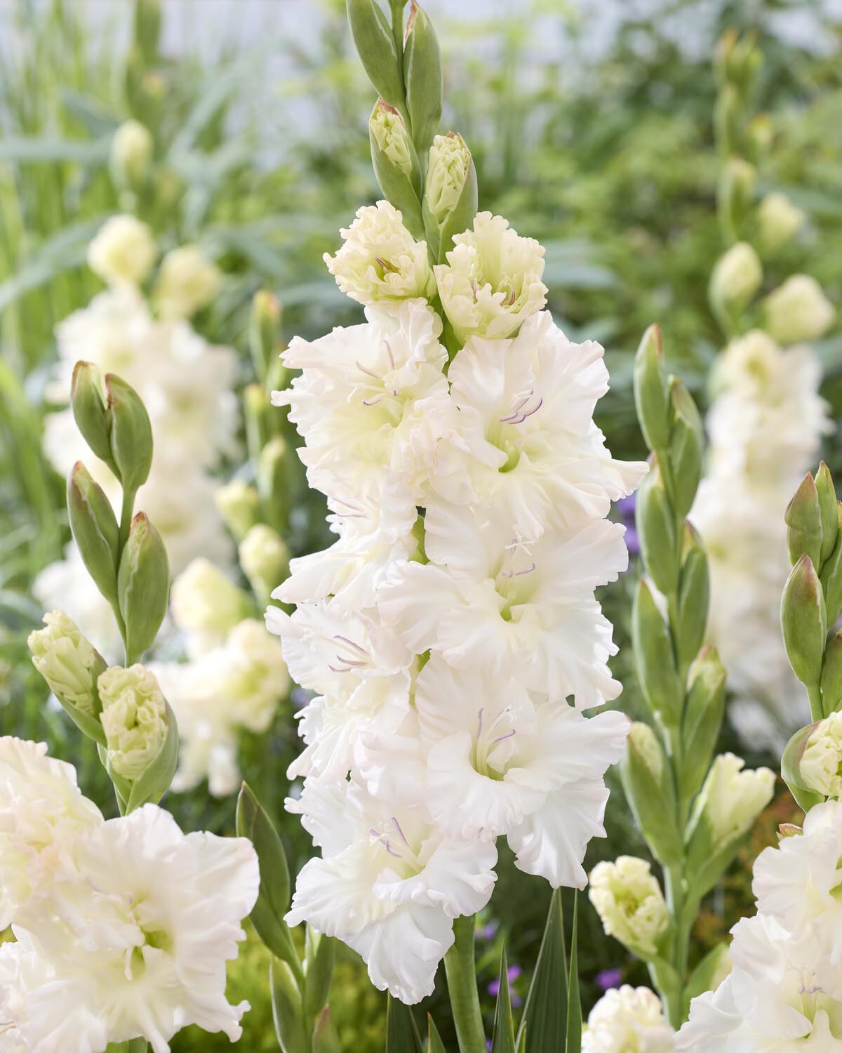 Gladiolus 'Ivory Perfection' bulbs/corms — Buy white sword lilies ...