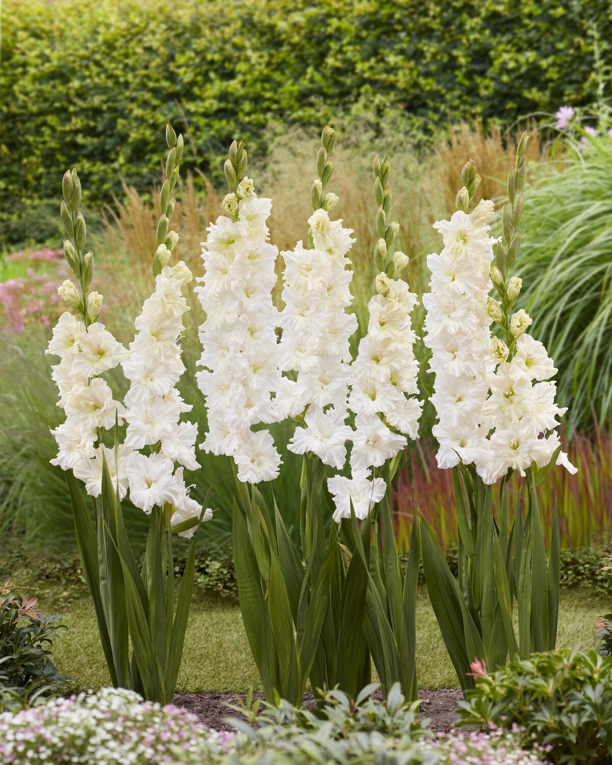 Gladiolus 'Ivory Perfection' bulbs/corms — Buy white sword lilies ...