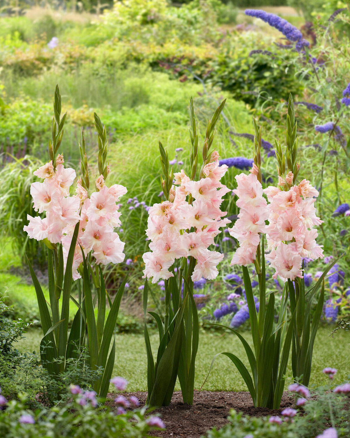 Gladiolus 'Pink Lightning' bulbs/corms | Buy pale pink gladioli online ...