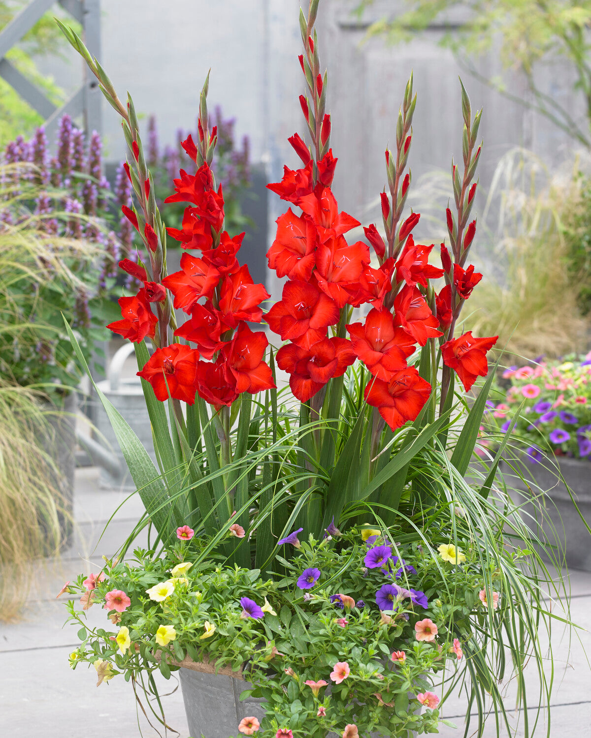Gladiolus 'Advance' bulbs/corms — Buy bright red gladioli online at ...