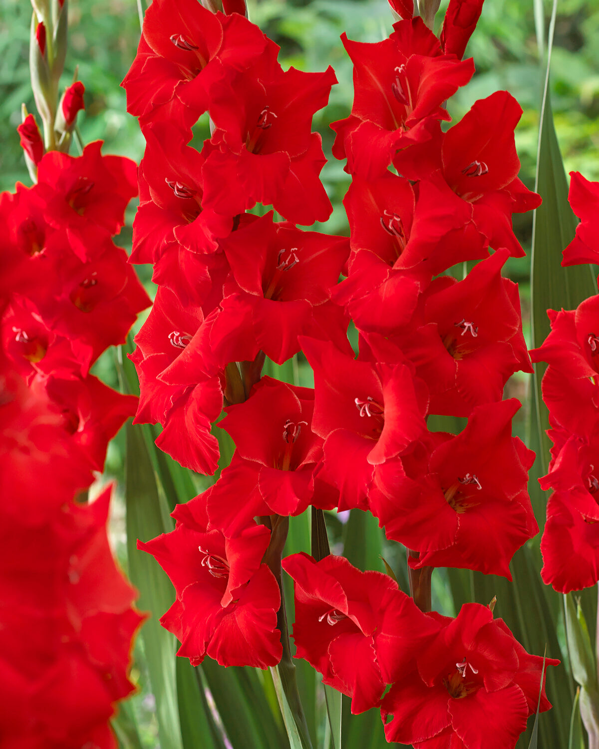 Gladiolus 'Advance' bulbs/corms | Buy bright red gladioli online at ...