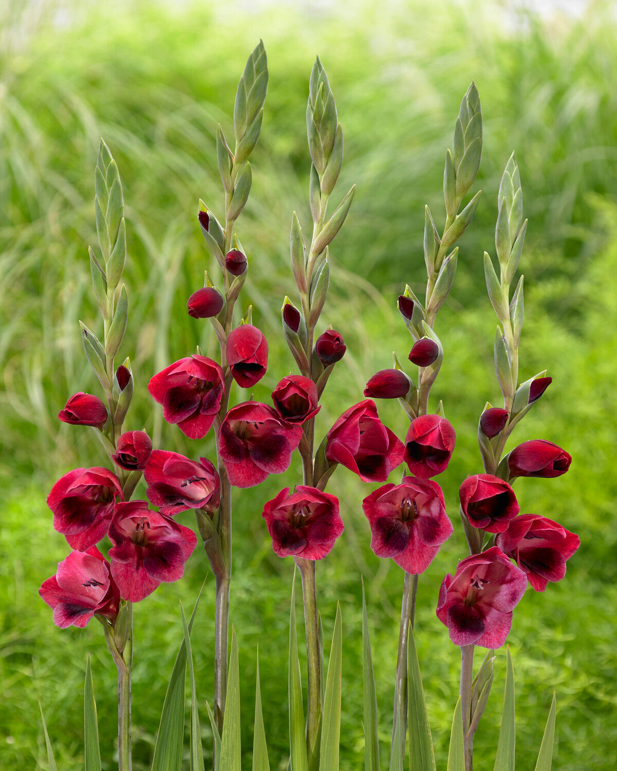 Gladiolus papilio 'Ruby Red' bulbs — Buy online at Farmer Gracy UK