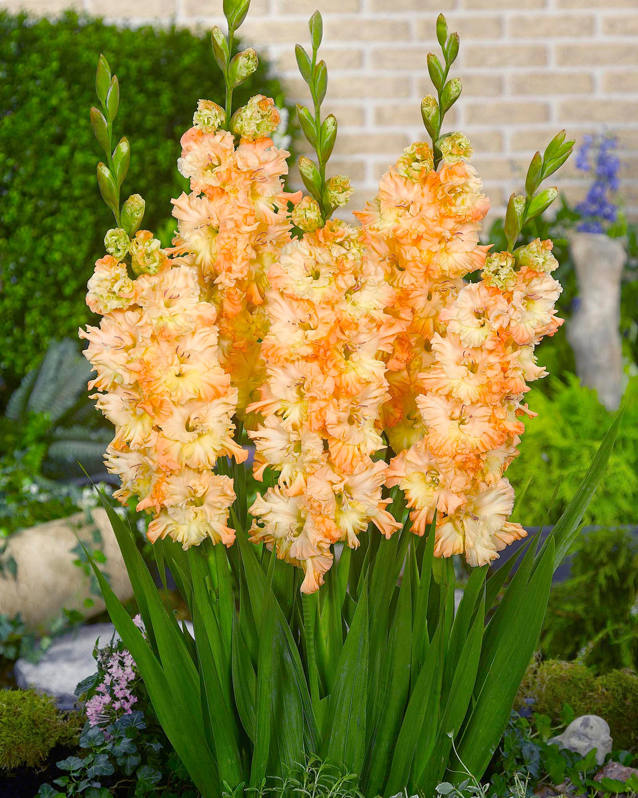 Gladiolus 'The Great Queen Elizabeth' bulbs/corms | Buy amber gladioli ...
