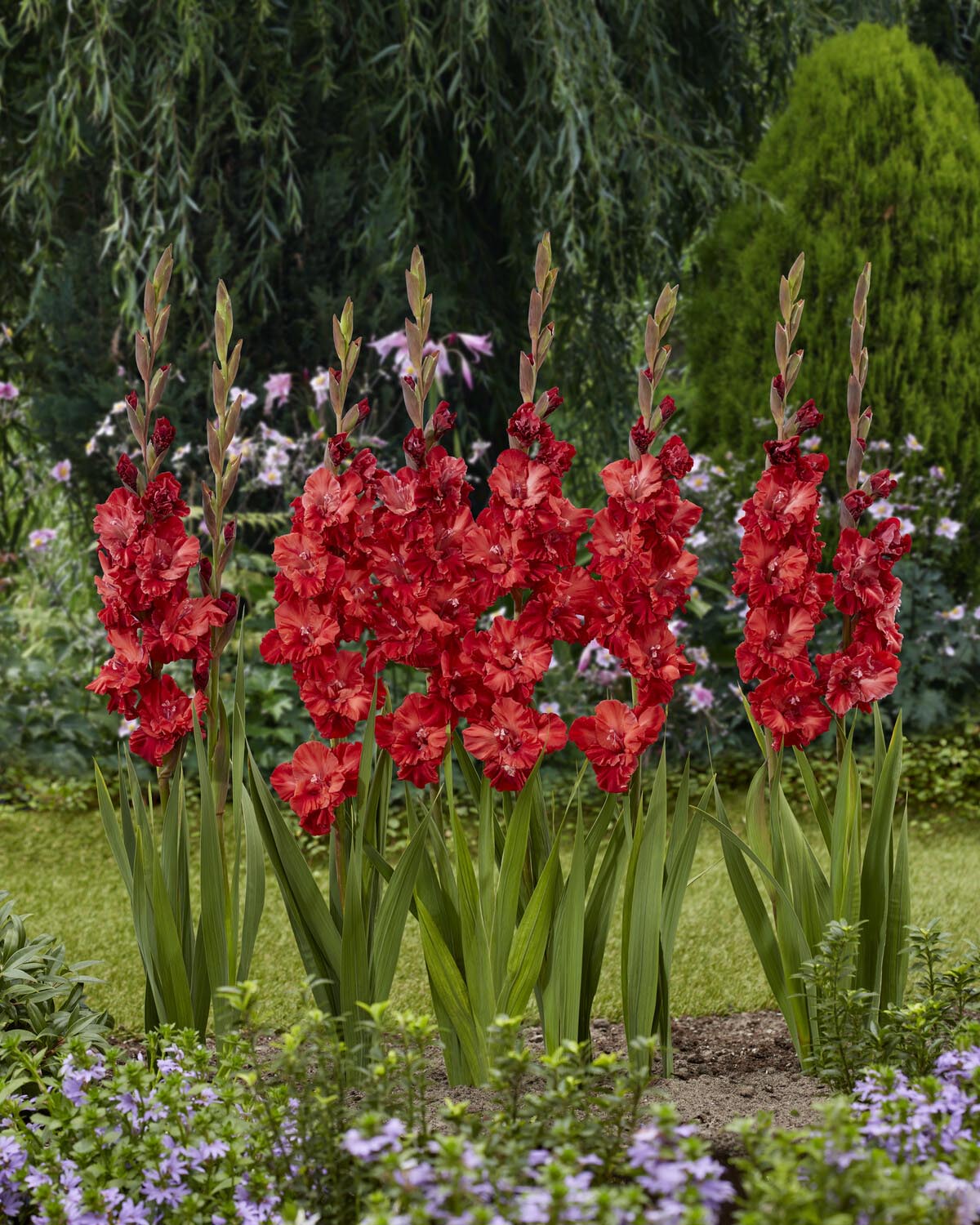 Gladiolus 'Velvet Raspberry' bulbs/corms | Buy red sword lilies online ...