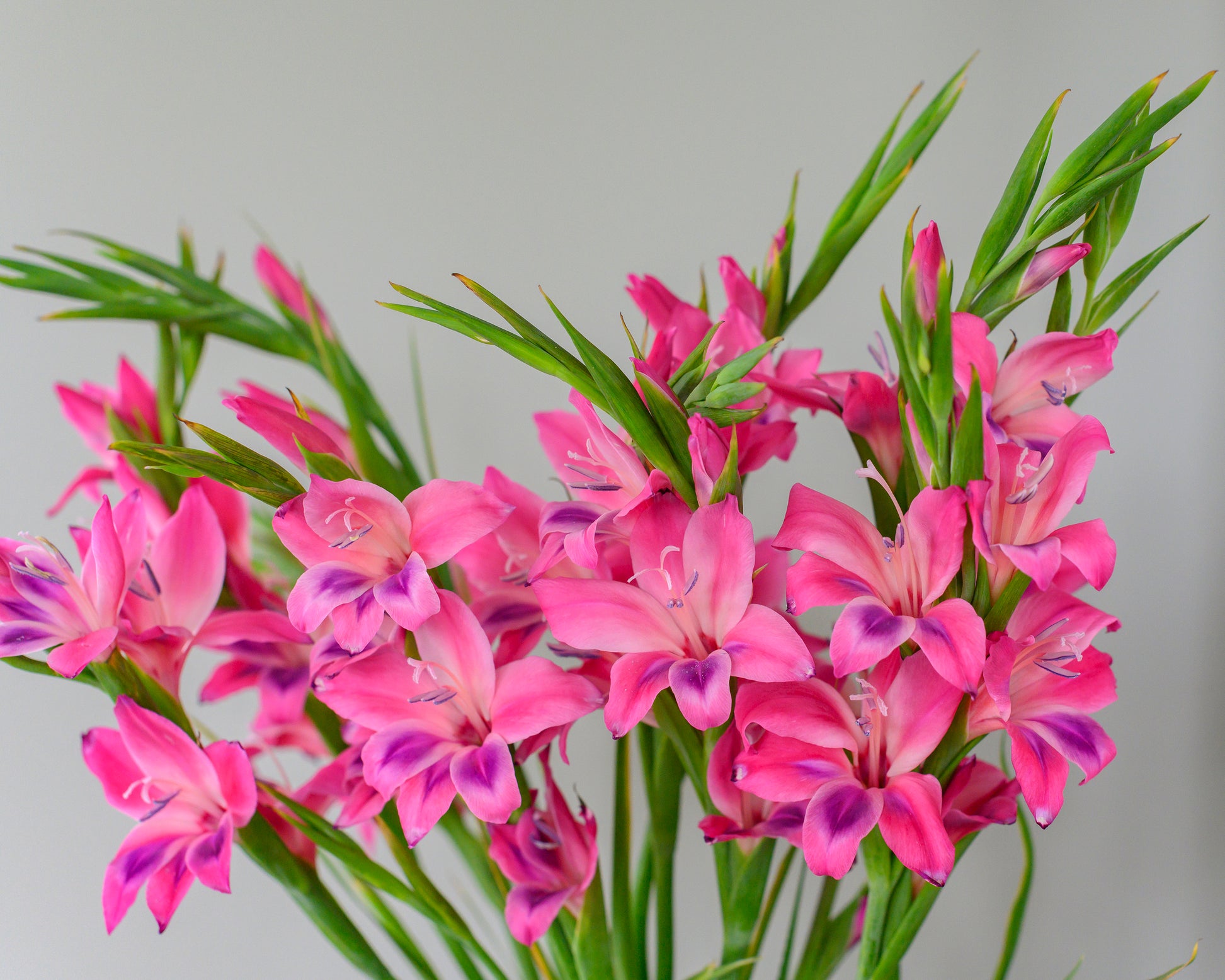 Gladiolus nanus 'Vulcano' bulbs | Buy fuchsia-pink dwarf gladiolus ...