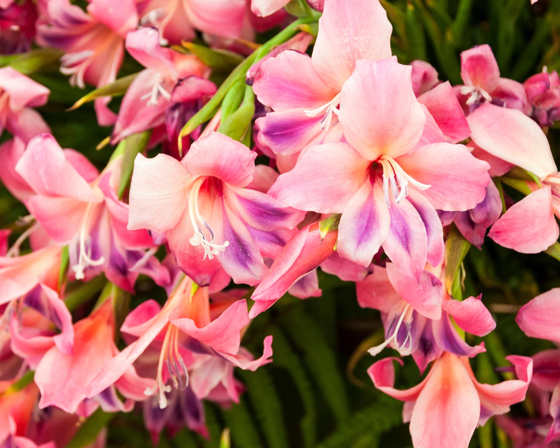 Gladiolus nanus 'Vulcano' bulbs | Buy fuchsia-pink dwarf gladiolus ...