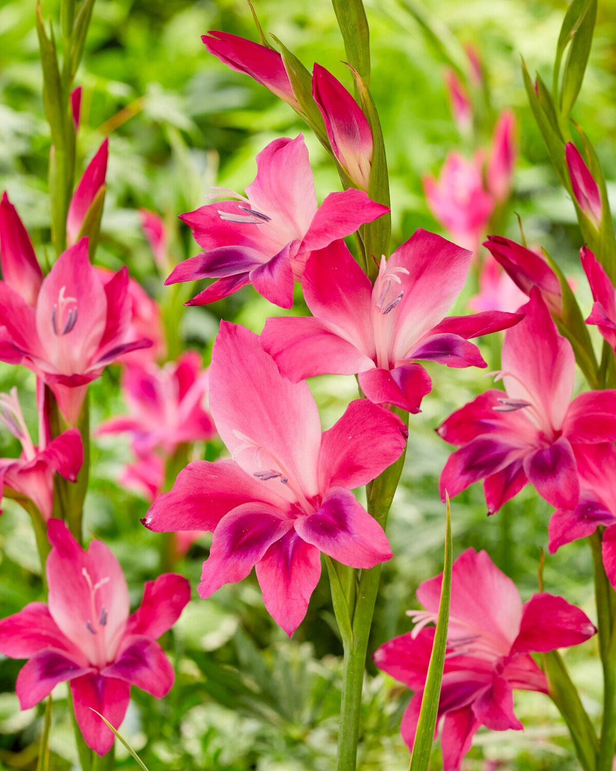 Gladiolus nanus 'Vulcano' bulbs | Buy fuchsia-pink dwarf gladiolus ...