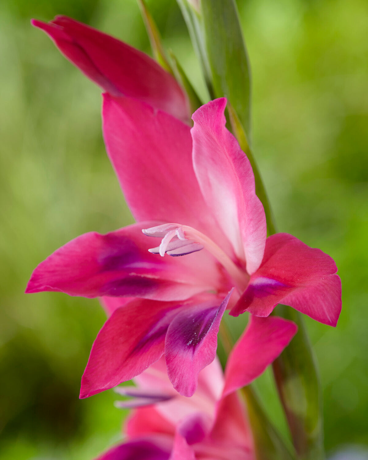 Gladiolus nanus 'Vulcano' bulbs | Buy fuchsia-pink dwarf gladiolus ...
