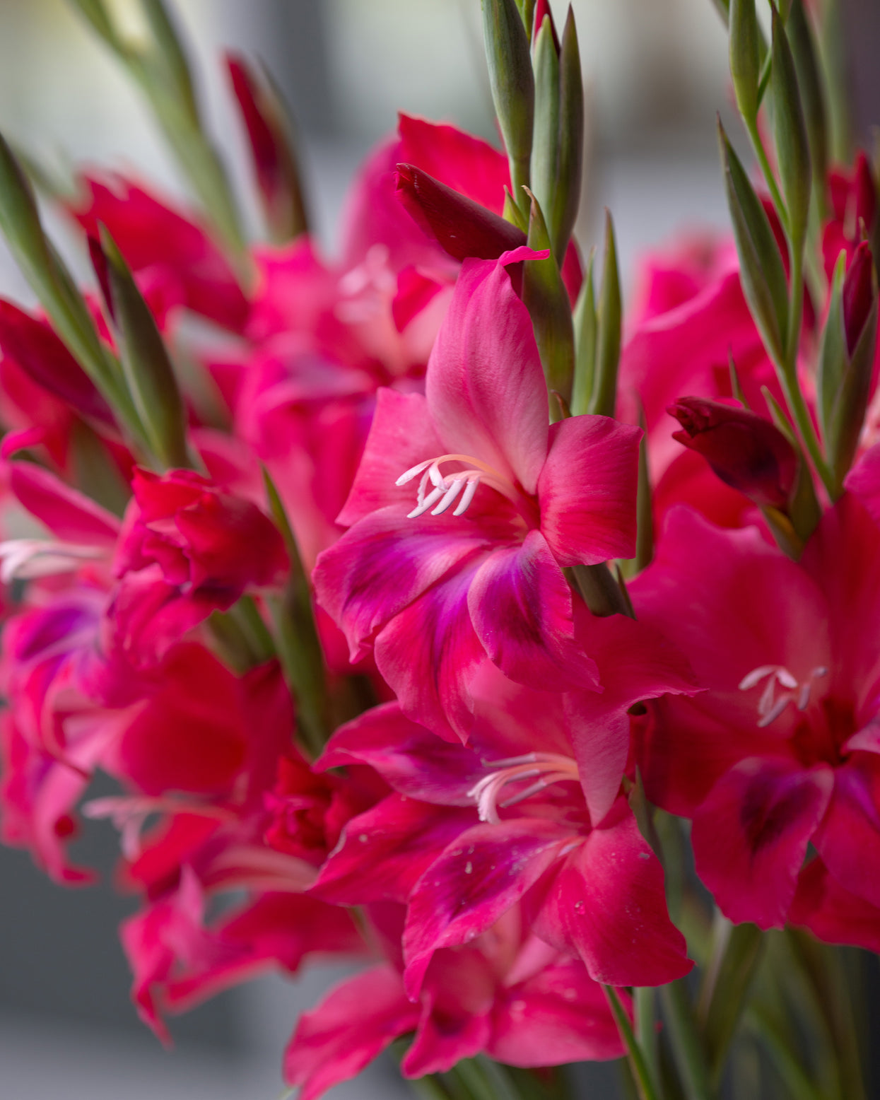 Gladiolus nanus 'Vulcano' bulbs | Buy fuchsia-pink dwarf gladiolus ...