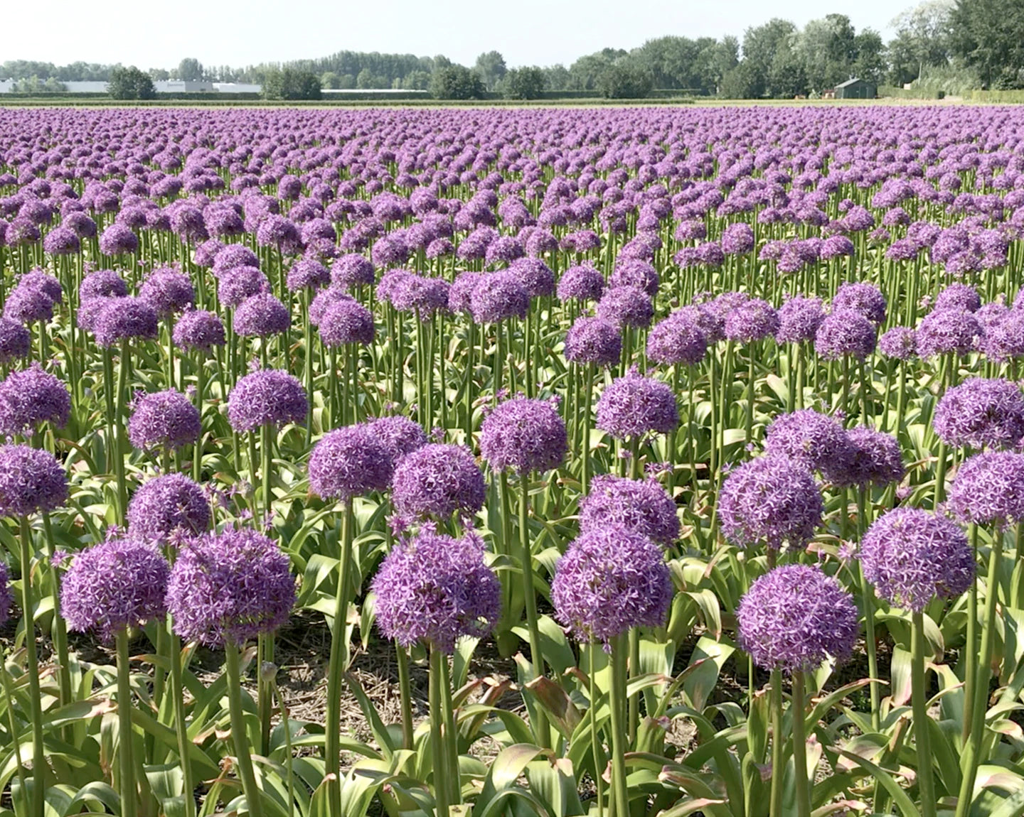 Allium 'Globemaster' bulbs | Buy online at Farmer Gracy UK