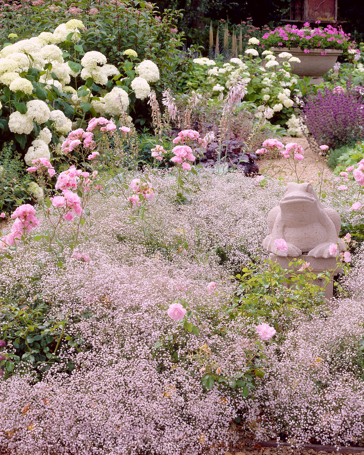 Gypsophila pacifica (white-pink baby’s breath) bare roots — Buy online ...