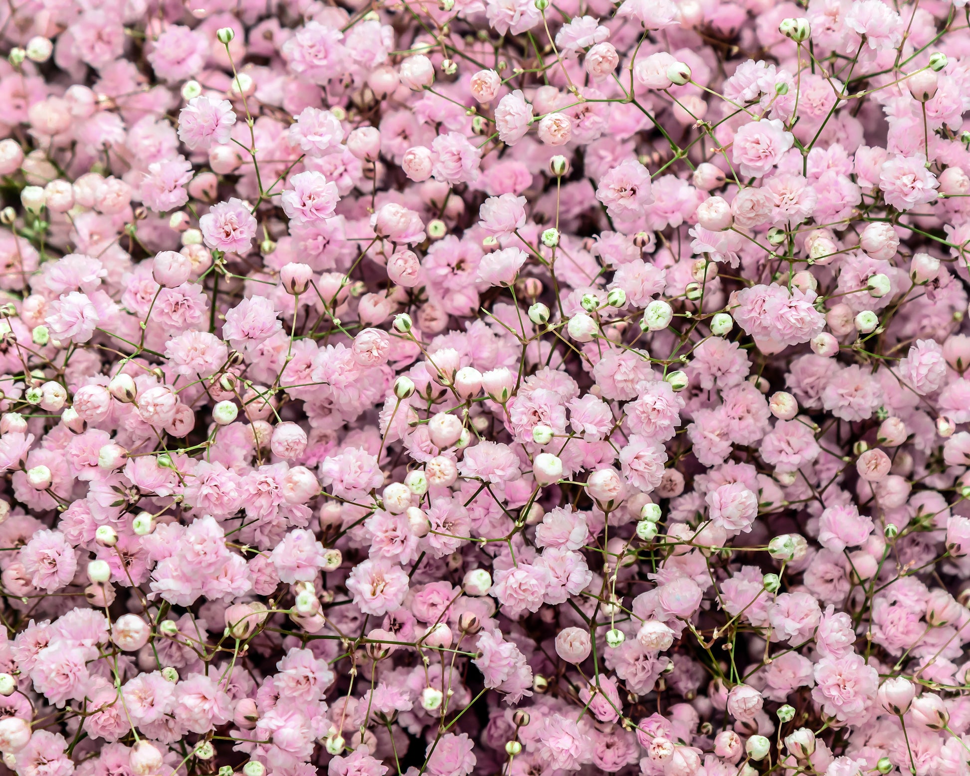 Gypsophila pacifica (white-pink baby’s breath) bare roots — Buy online ...