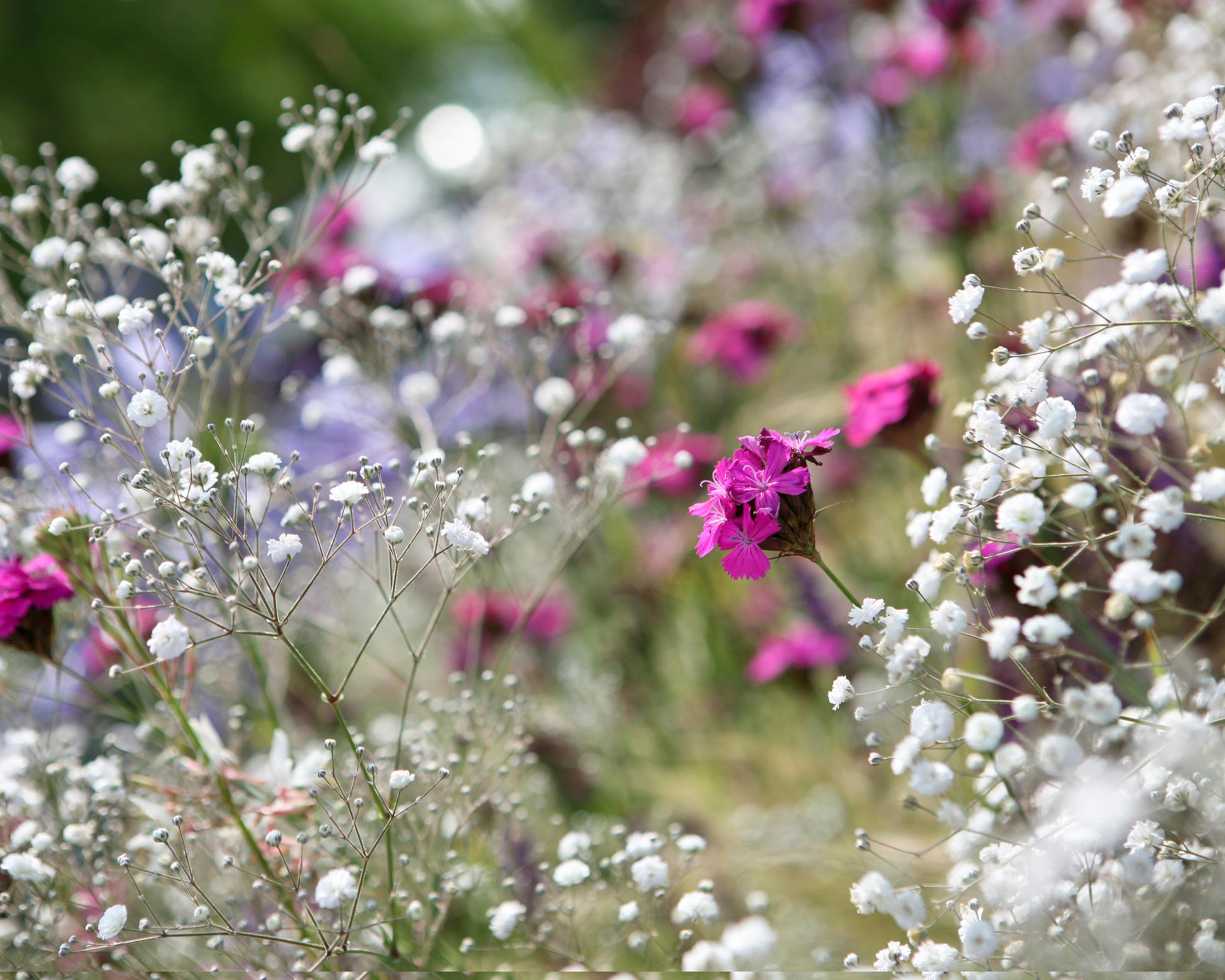 Gypsophila paniculata (baby’s breath) bare roots | Buy online at Farmer ...