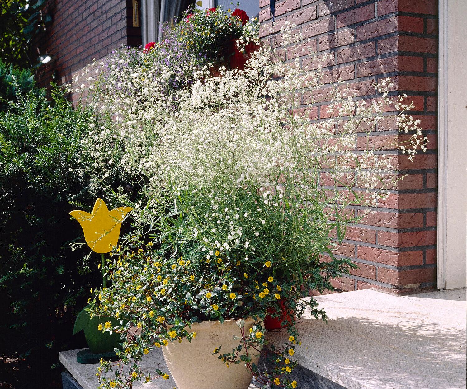 Gypsophila paniculata (baby’s breath) bare roots | Buy online at Farmer ...