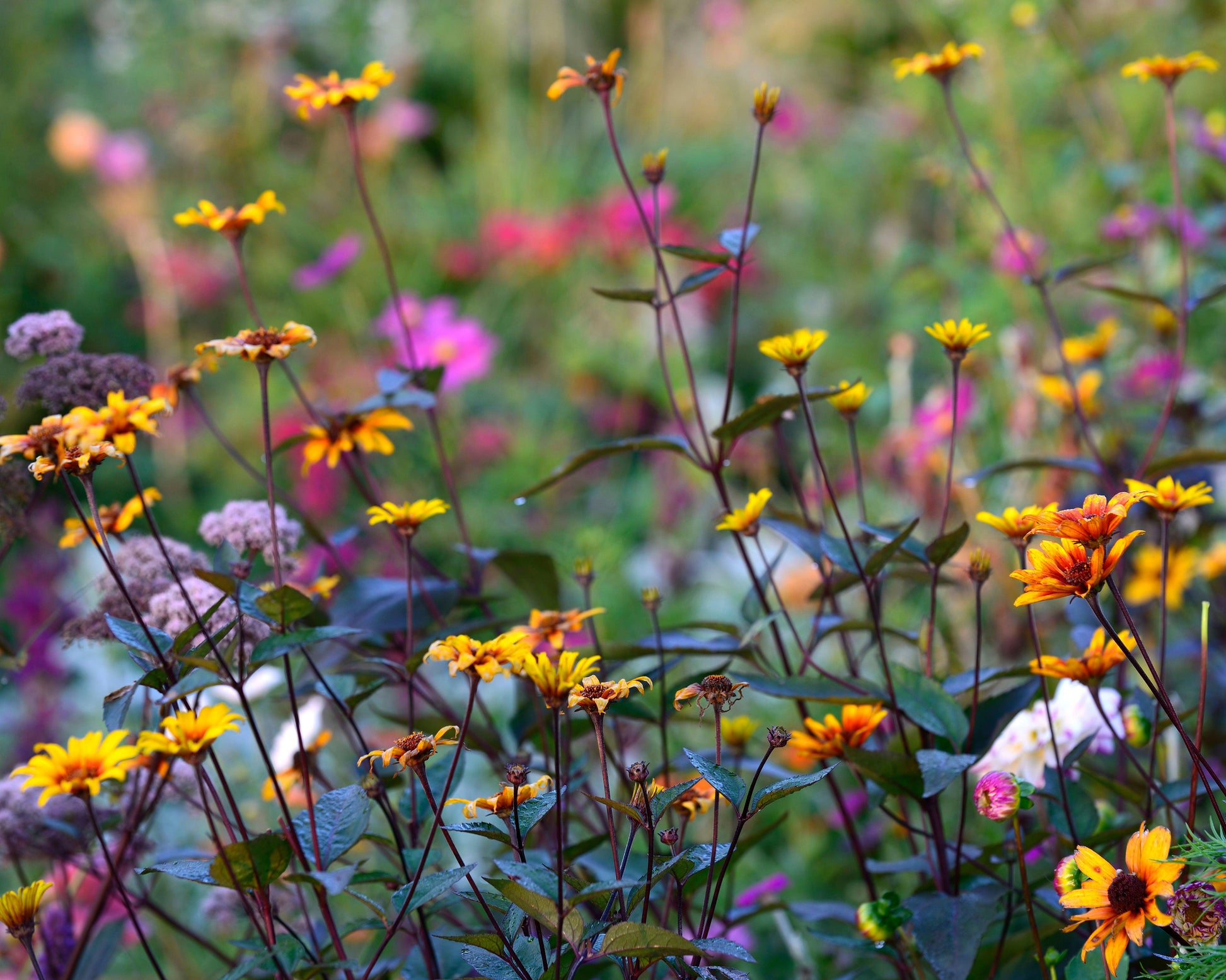 Heliopsis helianthoides 'Burning Hearts' bare roots — Buy false ...