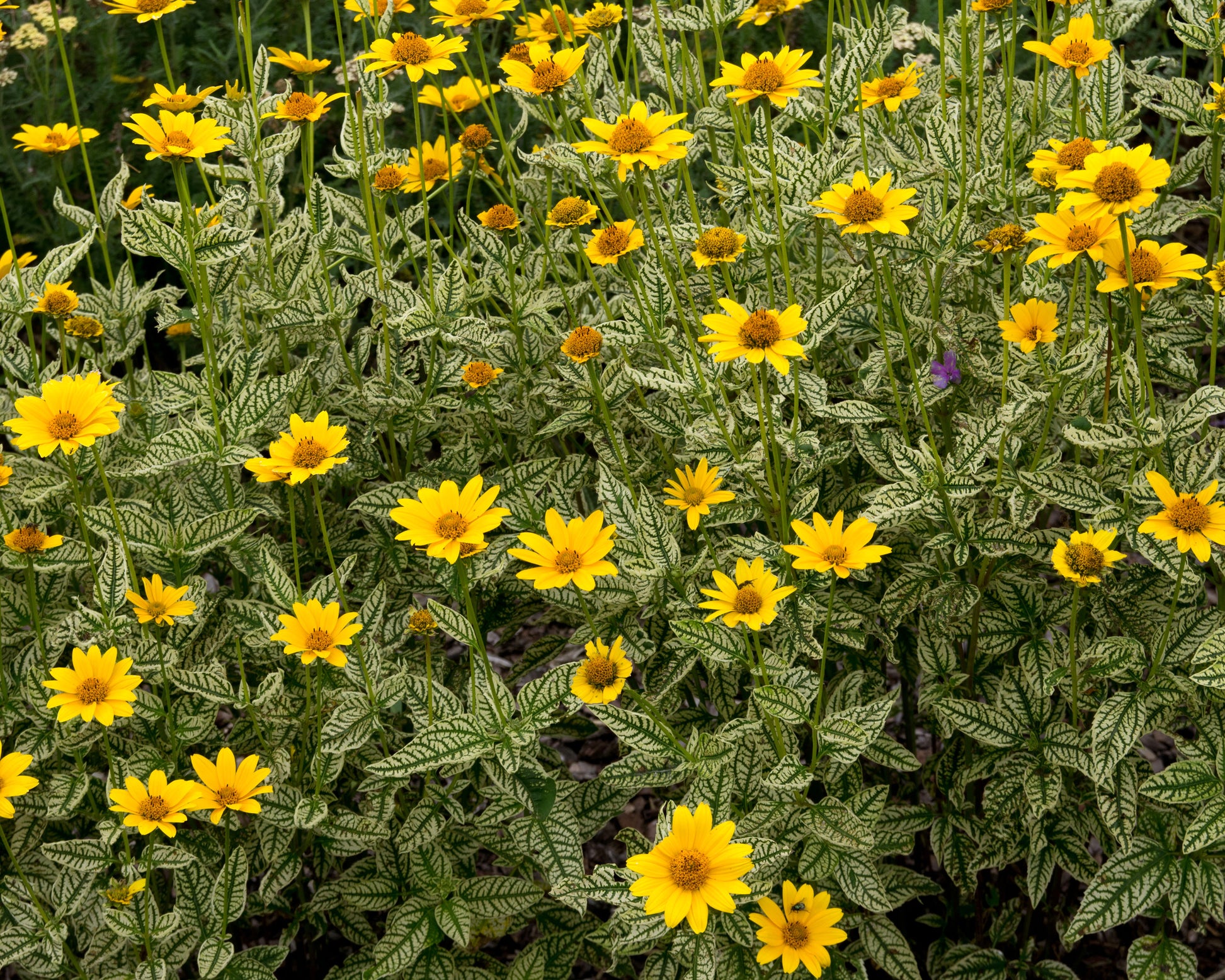 Heliopsis helianthoides 'Loraine Sunshine' bare roots — Buy smooth ...
