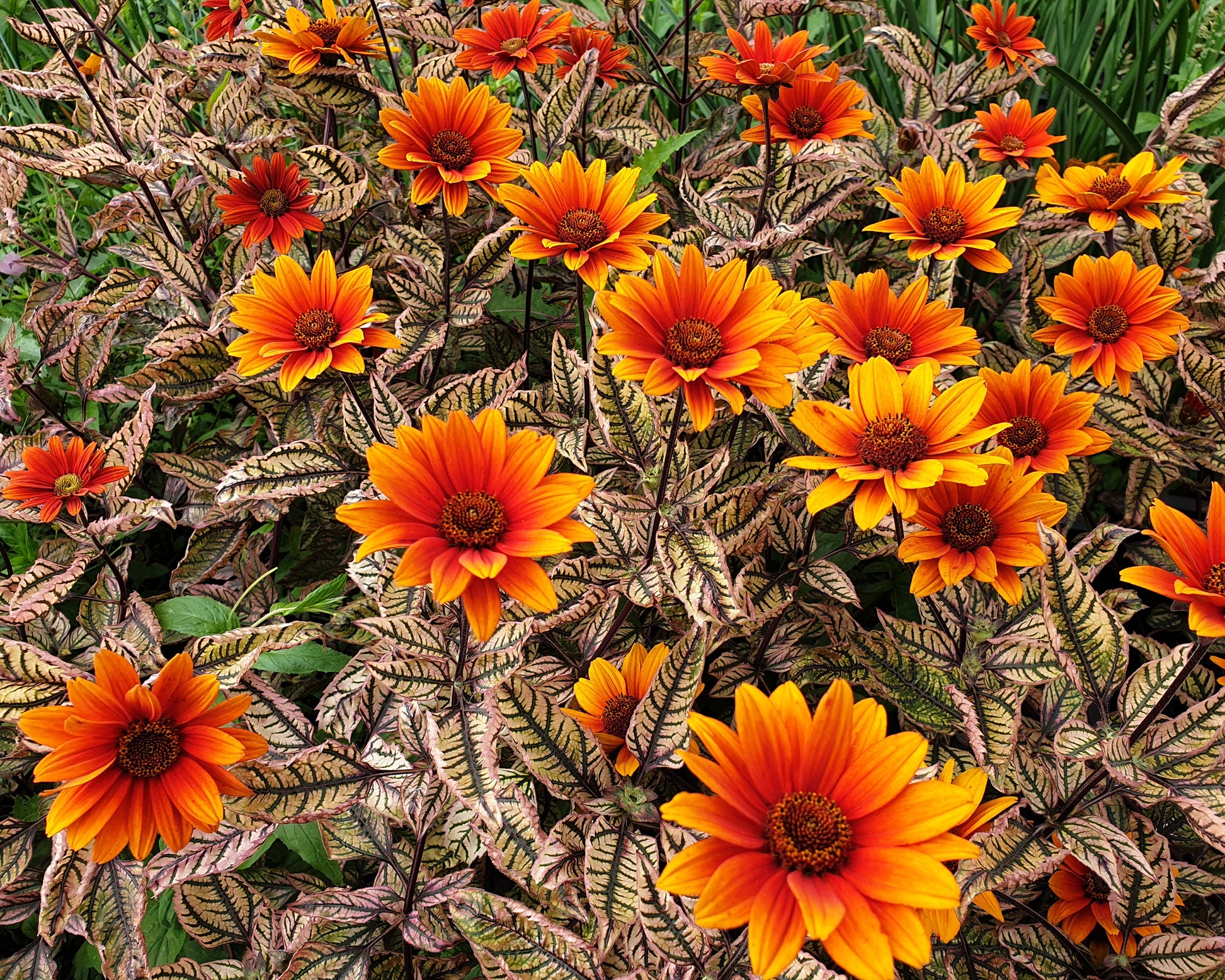 Heliopsis helianthoides 'Orange Marble' bare roots | Buy oxeye plants ...