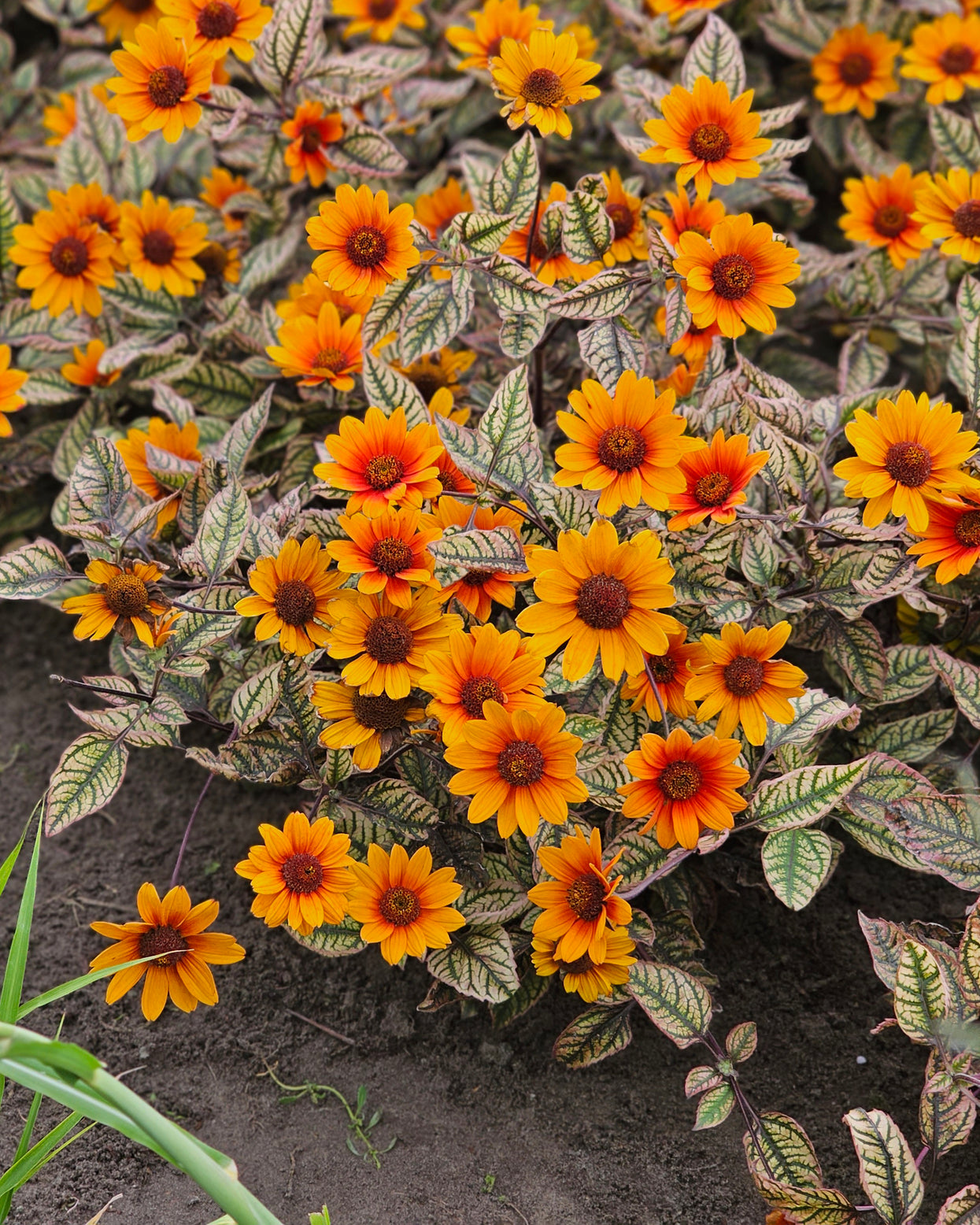 Heliopsis helianthoides 'Orange Marble' bare roots | Buy oxeye plants ...