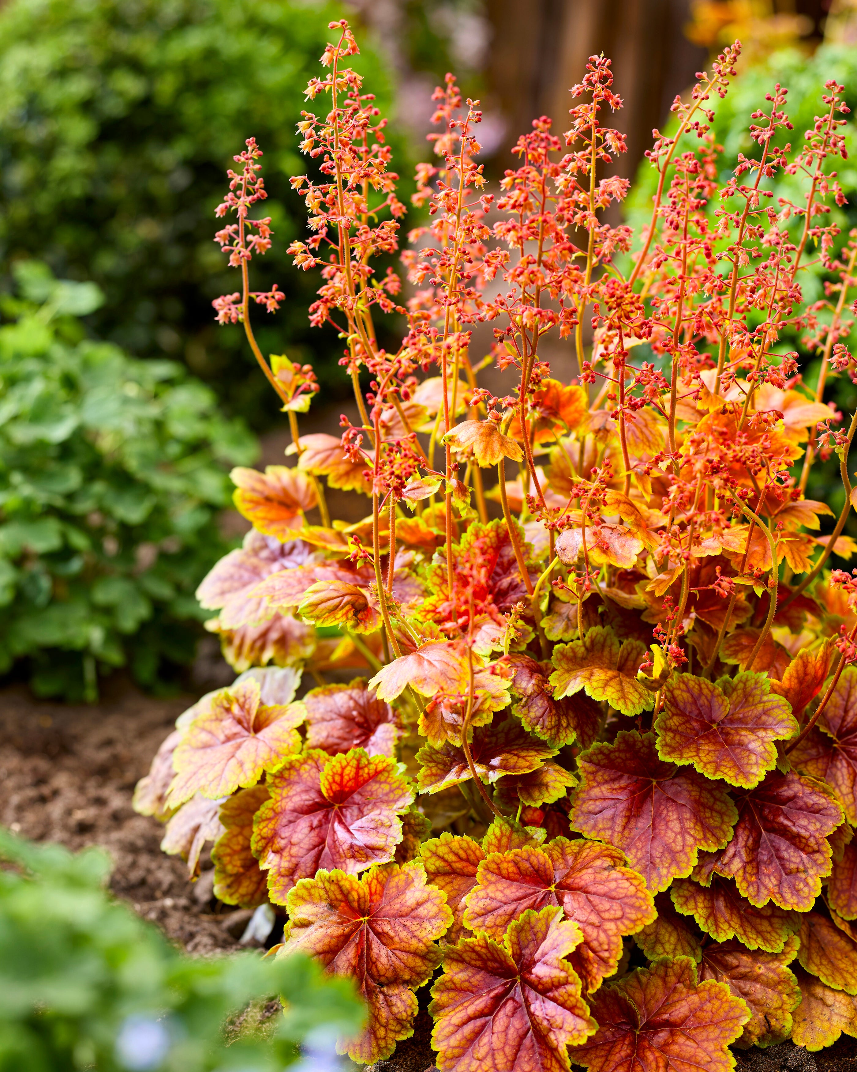 Heuchera 'Eternal Flame' bare roots | Buy alum root online at Farmer ...