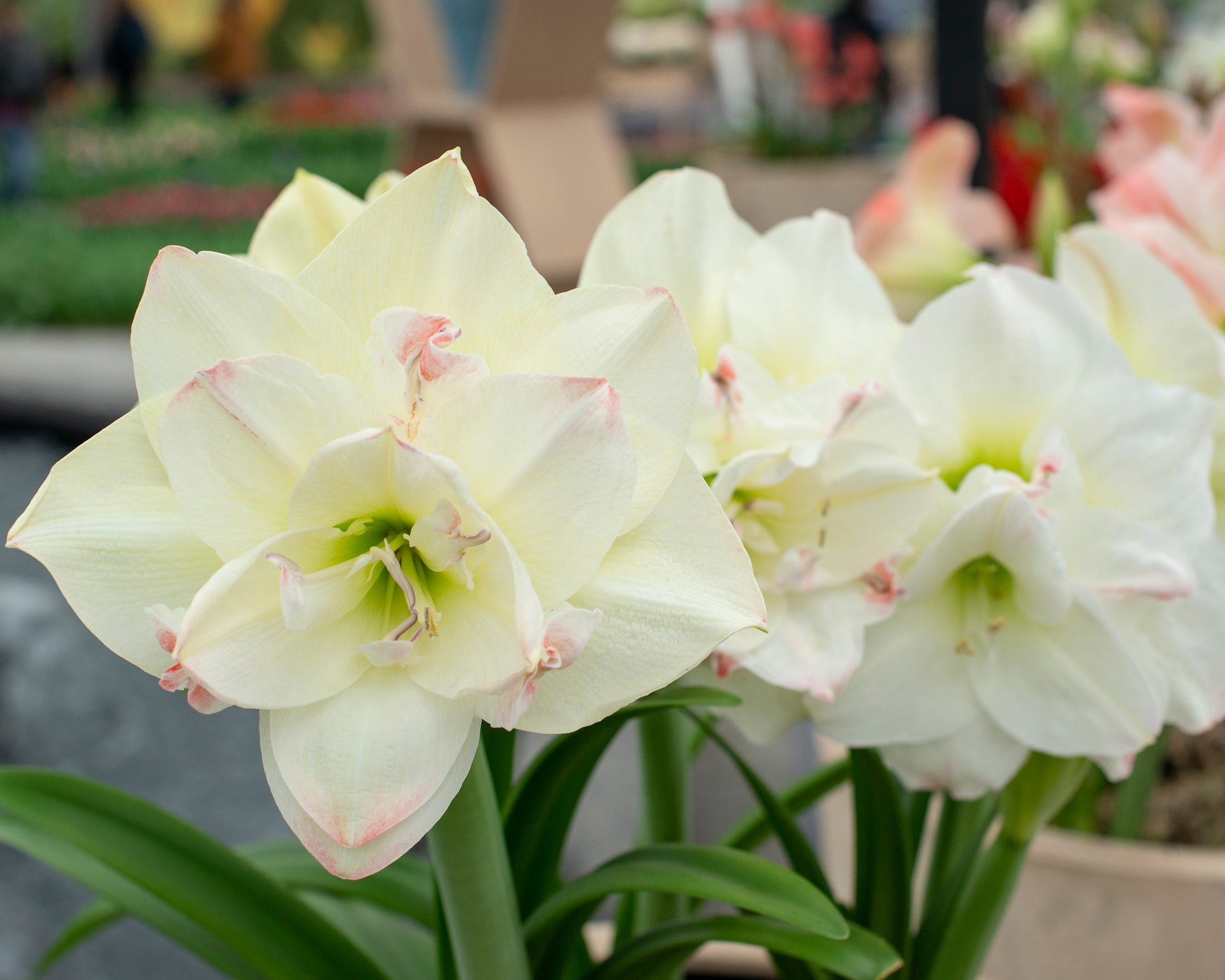 Amaryllis 'Amadeus Candy' bulbs | Buy hippeastrums online at Farmer ...