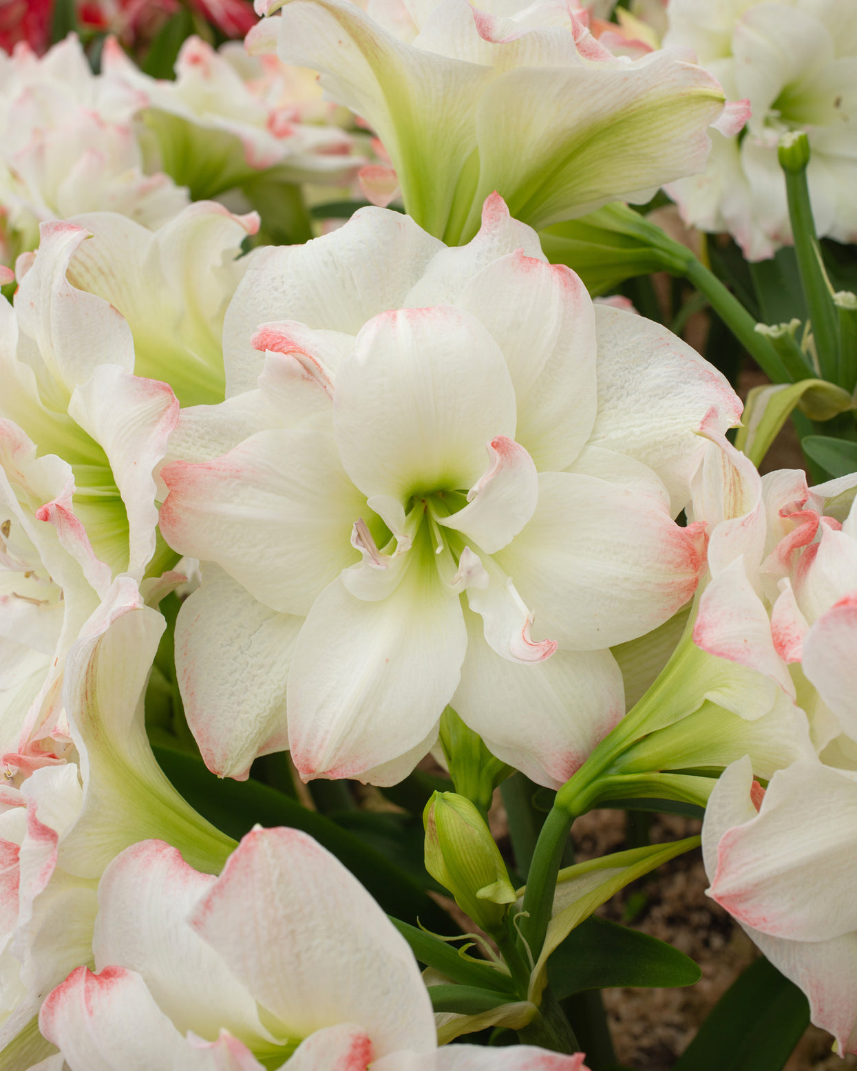 Amaryllis 'Amadeus Candy' bulbs | Buy hippeastrums online at Farmer ...
