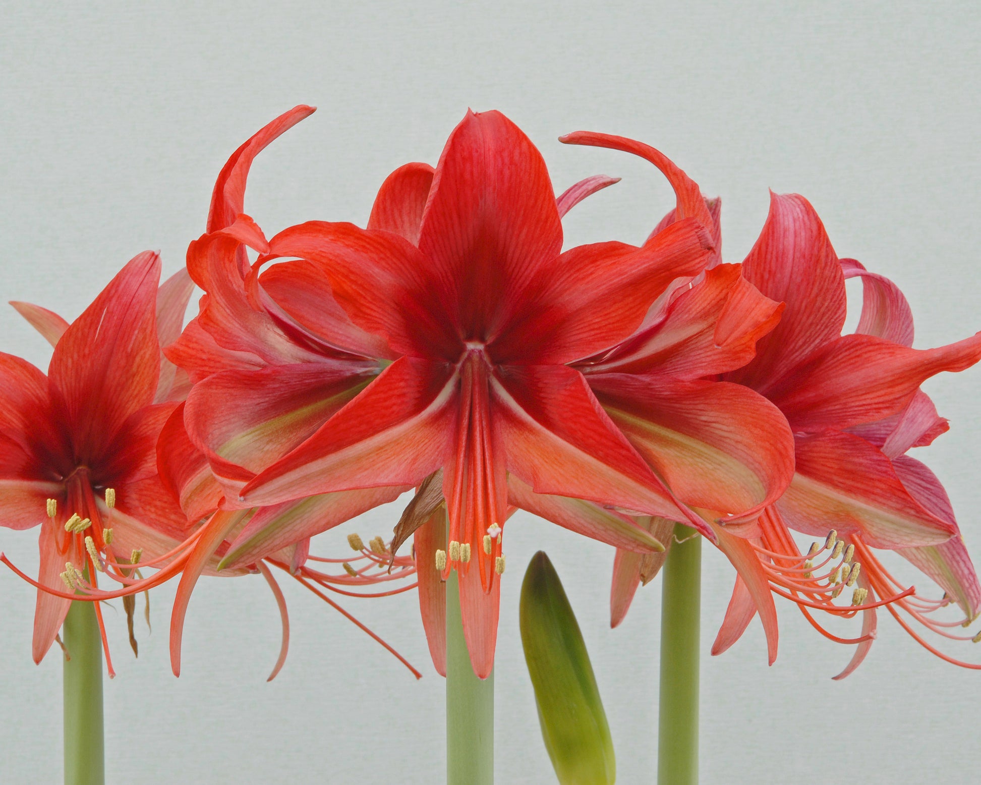 Amaryllis 'Bogota' bulbs — Buy Hippeastrum (Spider Group) 'Bogota ...