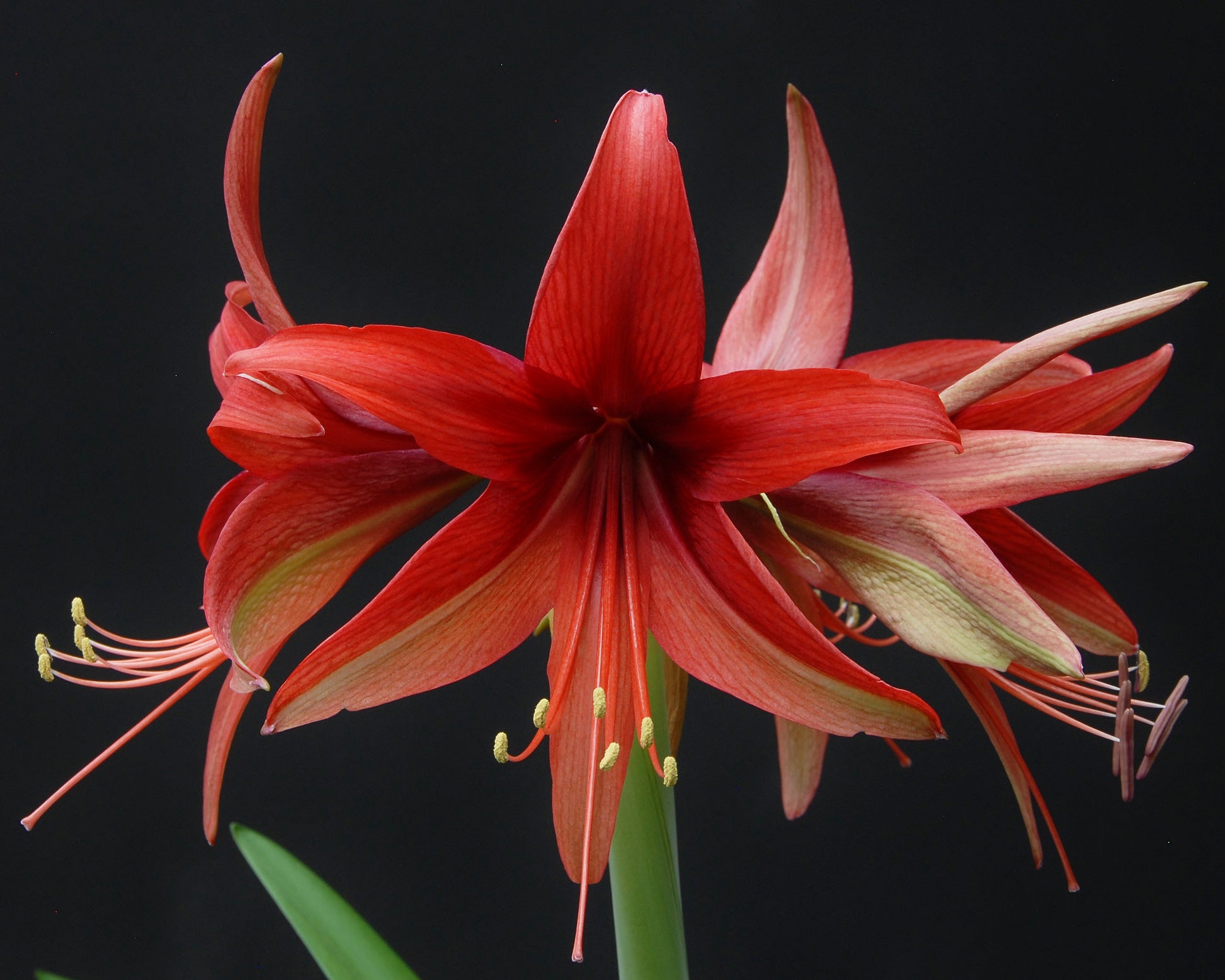 Amaryllis 'Bogota' bulbs — Buy Hippeastrum (Spider Group) 'Bogota ...