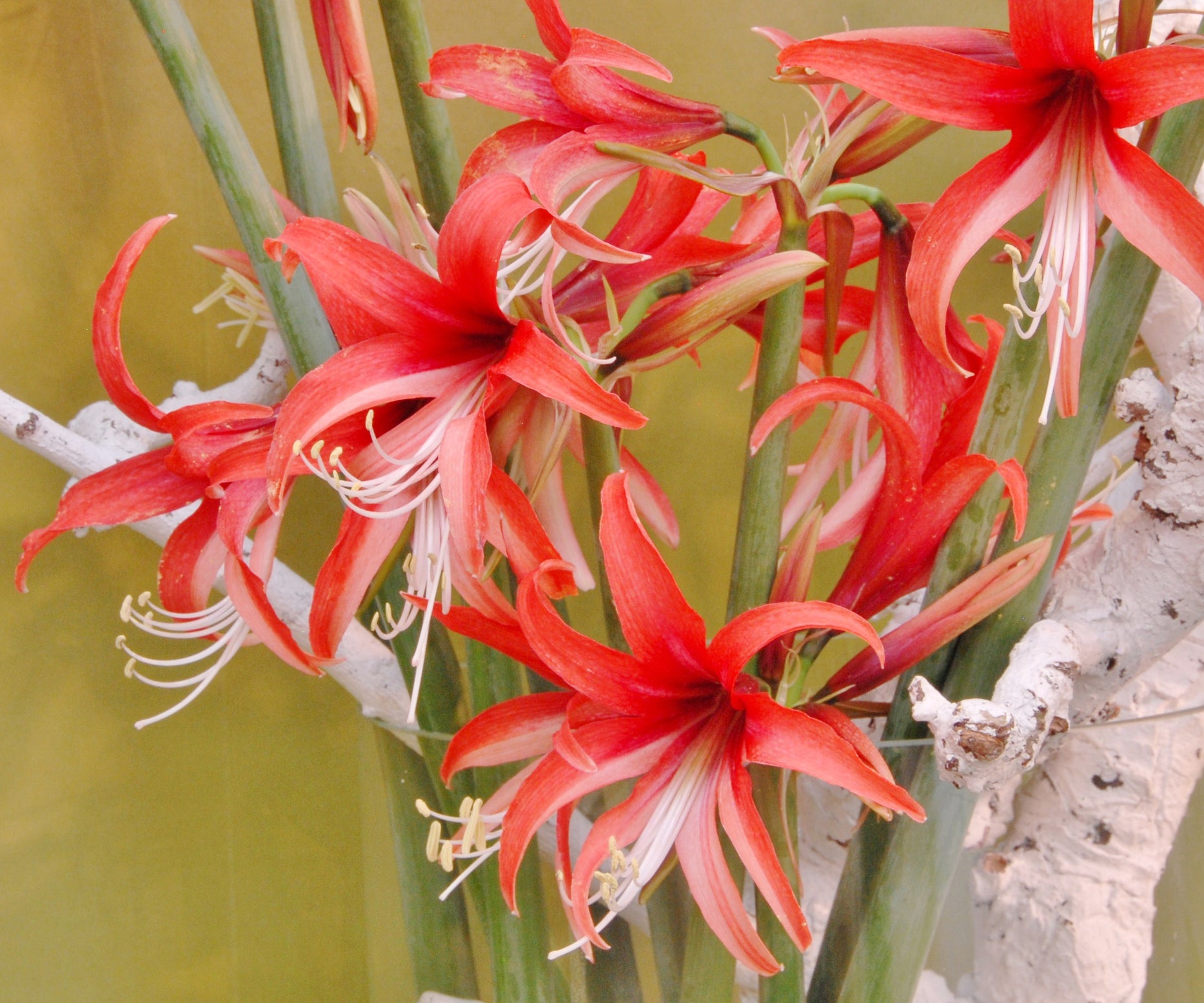 Amaryllis 'Cybister Rose' bulbs — Buy Hippeastrum (Spider Group ...