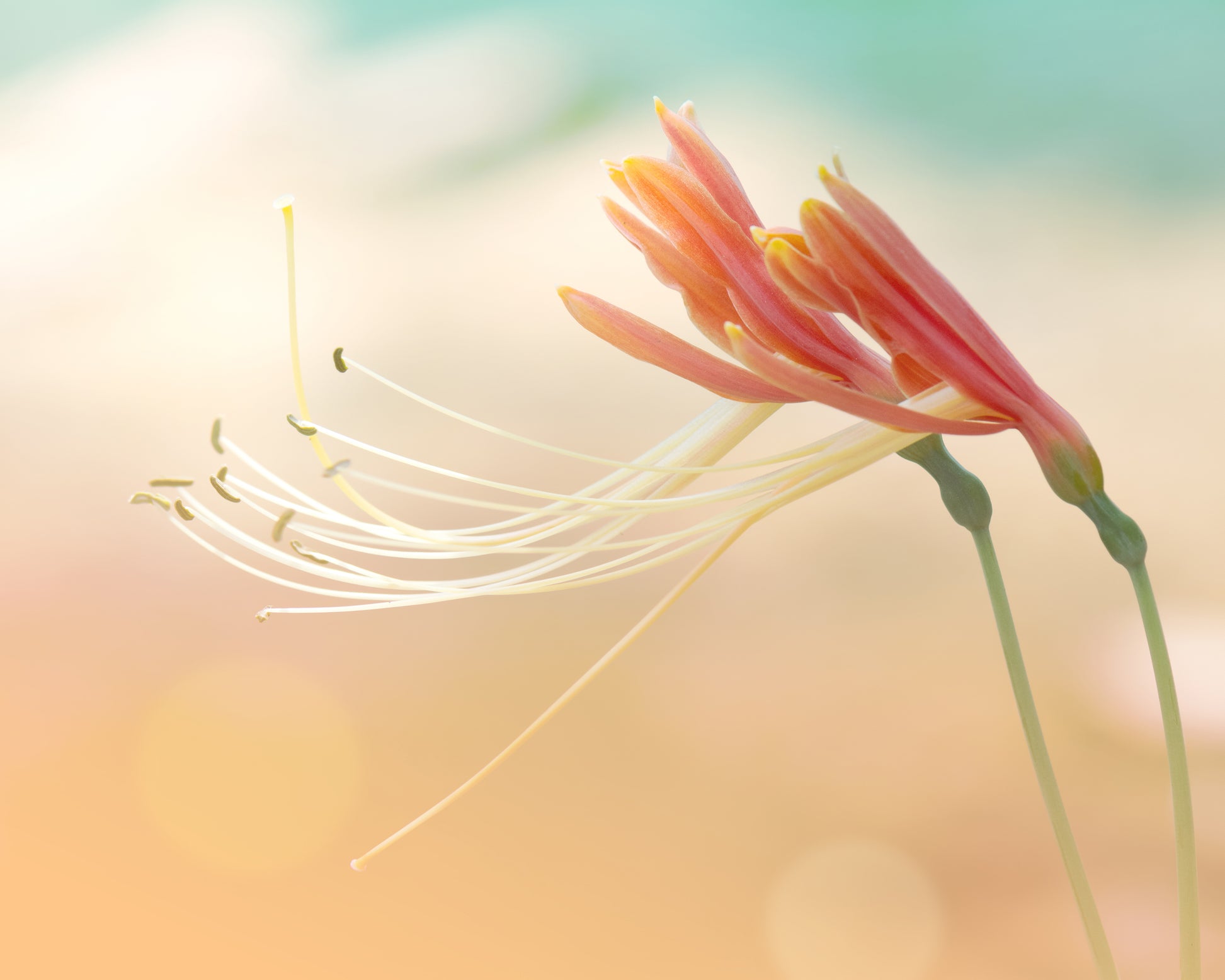 Amaryllis 'Cybister Rose' bulbs — Buy Hippeastrum (Spider Group ...