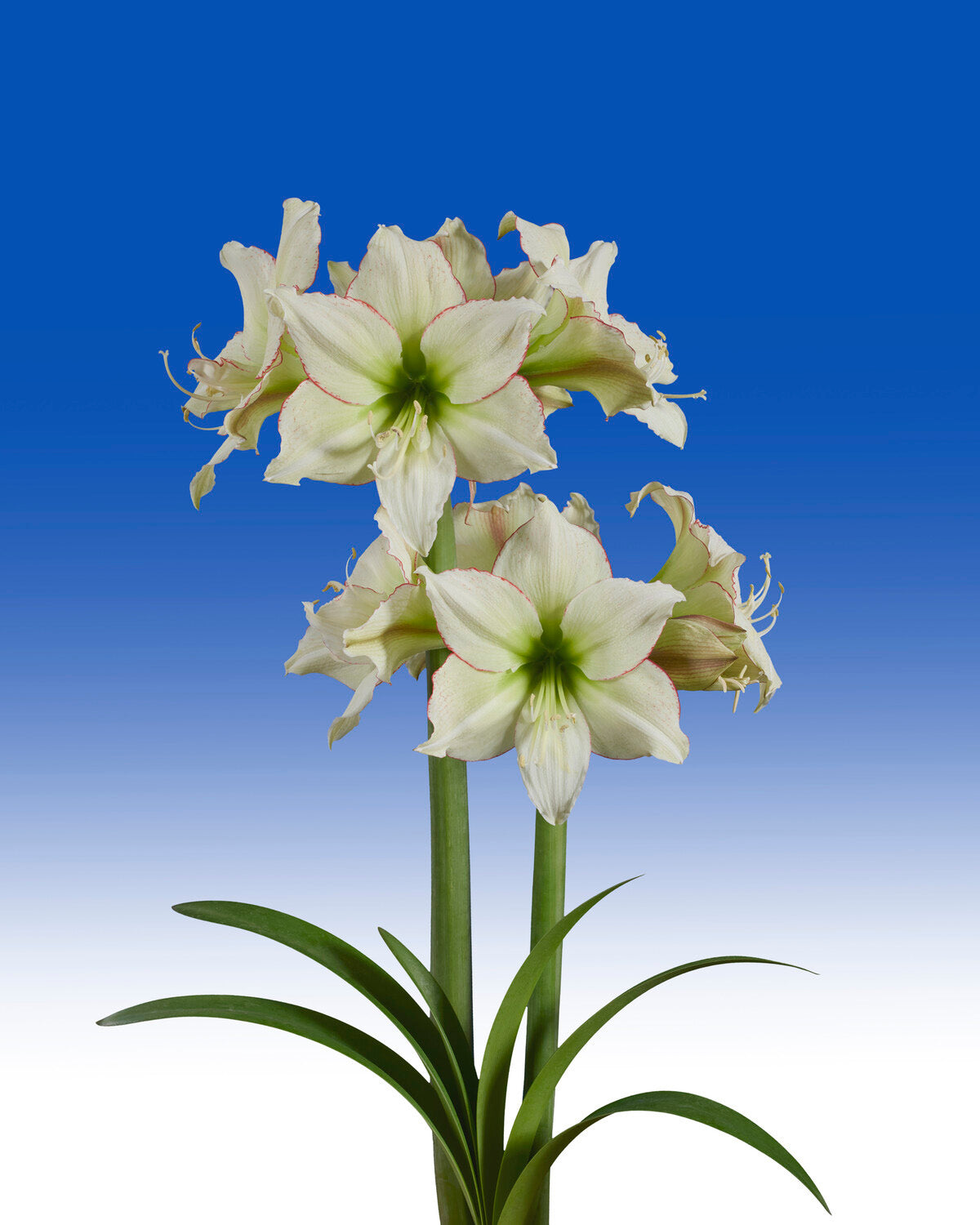 Amaryllis 'Lemon Cream' bulbs — Buy Hippeastrum (Diamond Group) 'Lemon ...
