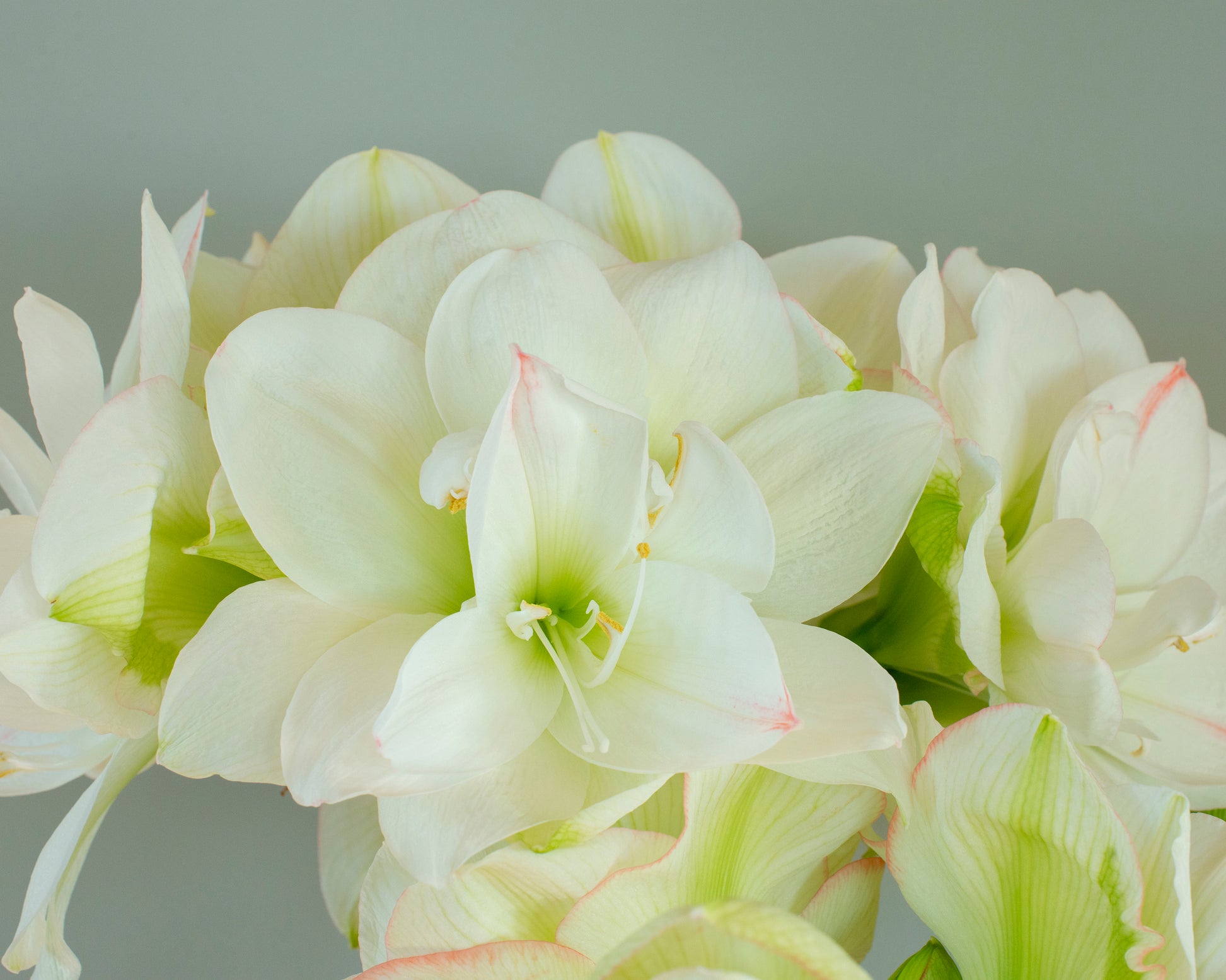 Amaryllis 'White Amadeus' bulbs — Buy hippeastrums online at Farmer ...
