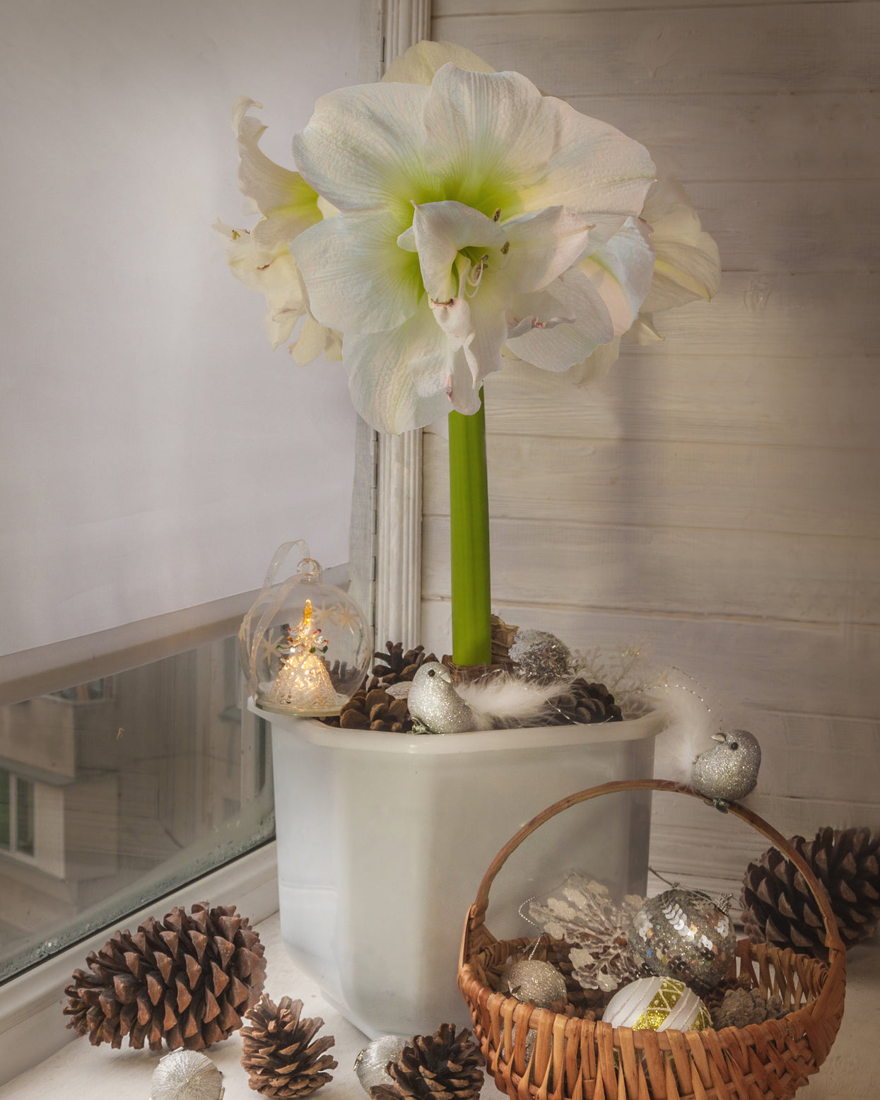 Amaryllis 'White Amadeus' bulbs — Buy hippeastrums online at Farmer ...