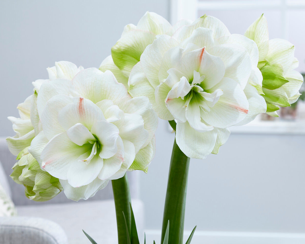 Amaryllis 'White Amadeus' bulbs — Buy hippeastrums online at Farmer ...
