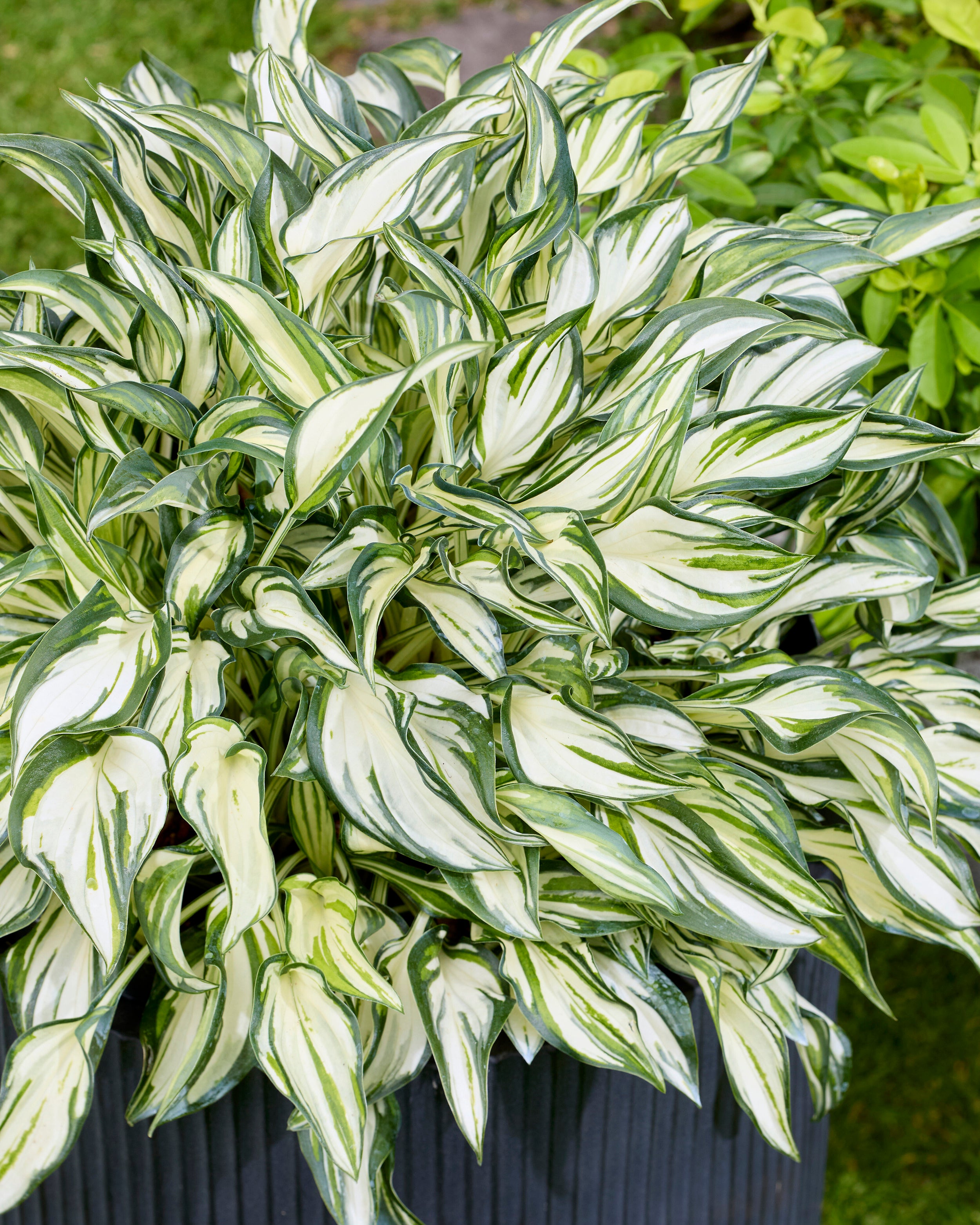 Hosta 'Fireworks' bare roots | Buy plantain lilies online at Farmer ...