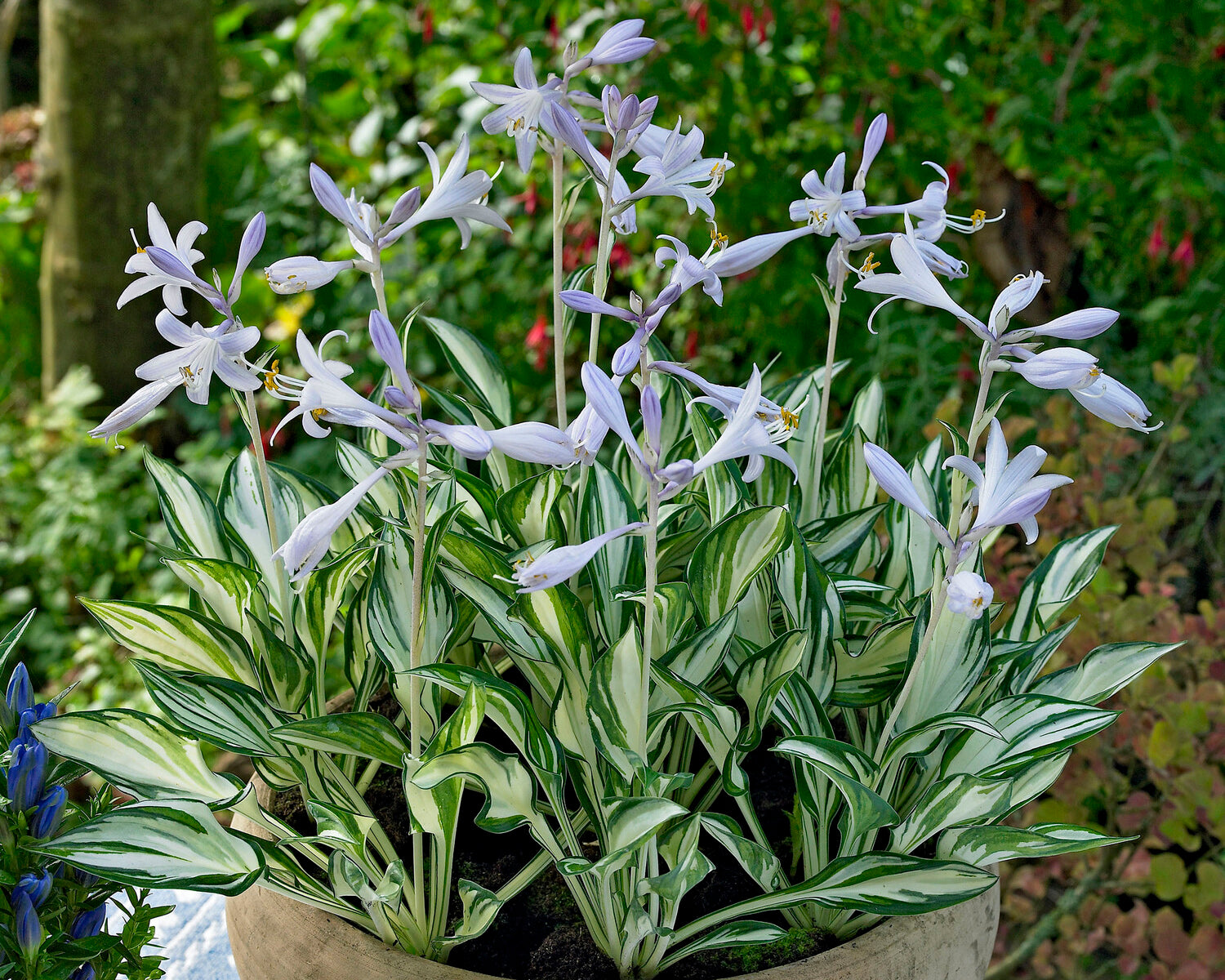 Hosta 'Fireworks' bare roots | Buy plantain lilies online at Farmer ...