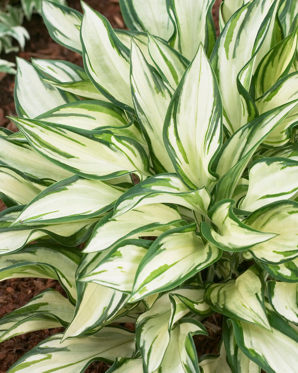 Hosta 'Fireworks' bare roots | Buy plantain lilies online at Farmer ...
