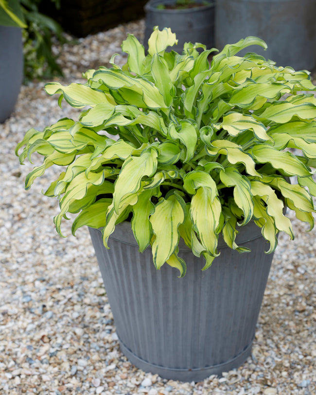 Hosta 'T-Rex' bare roots — Buy giant plantain lilies online at Farmer ...